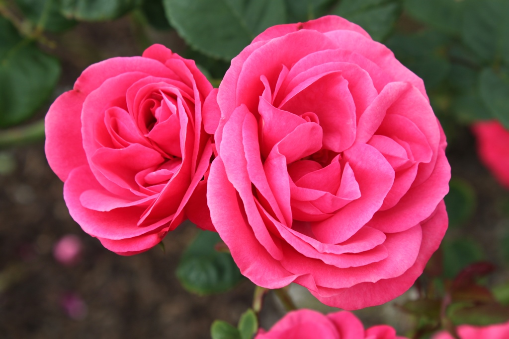 Looking good | Auckland Botanic Gardens