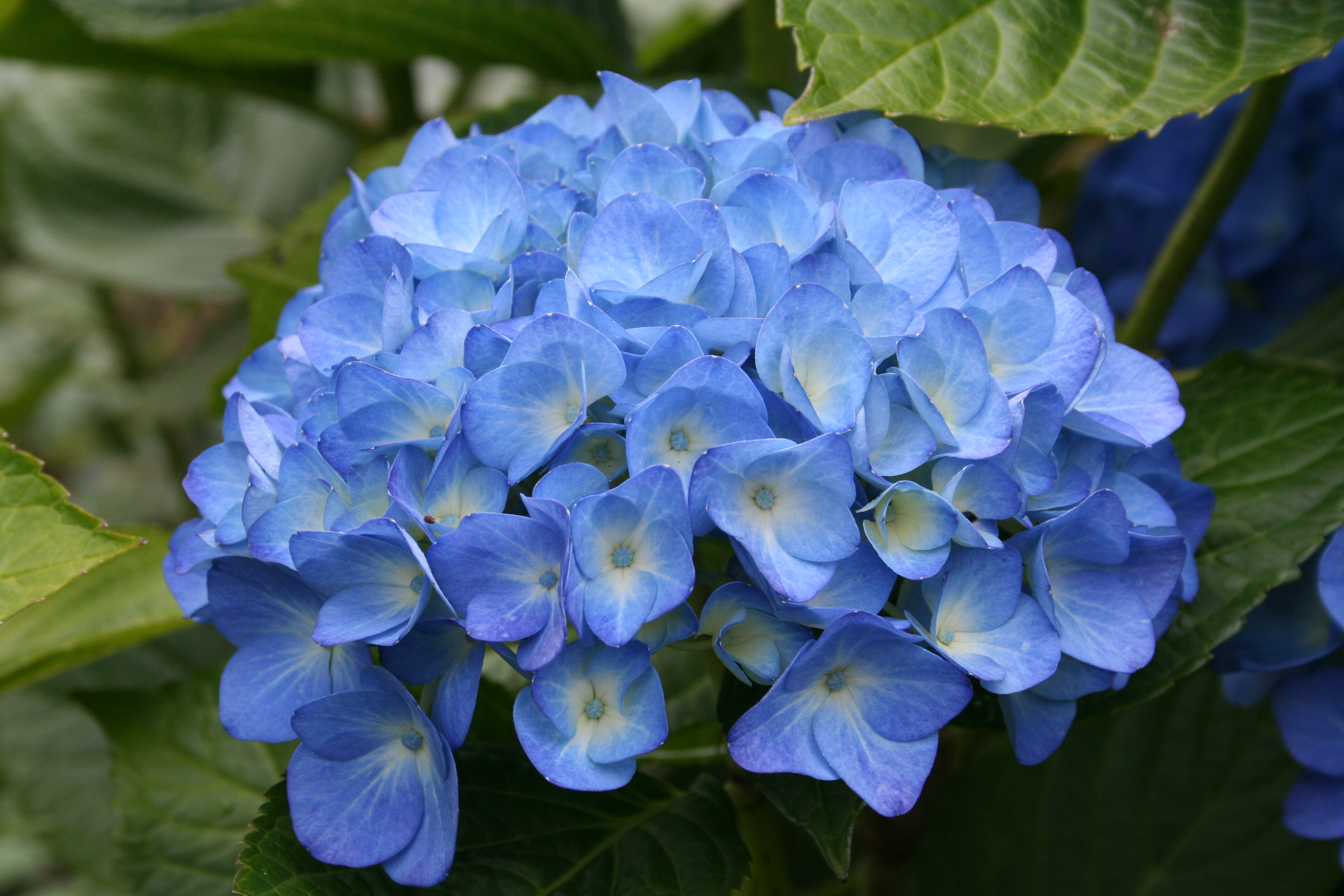 Auckland Botanic Gardens | Auckland Botanic Gardens