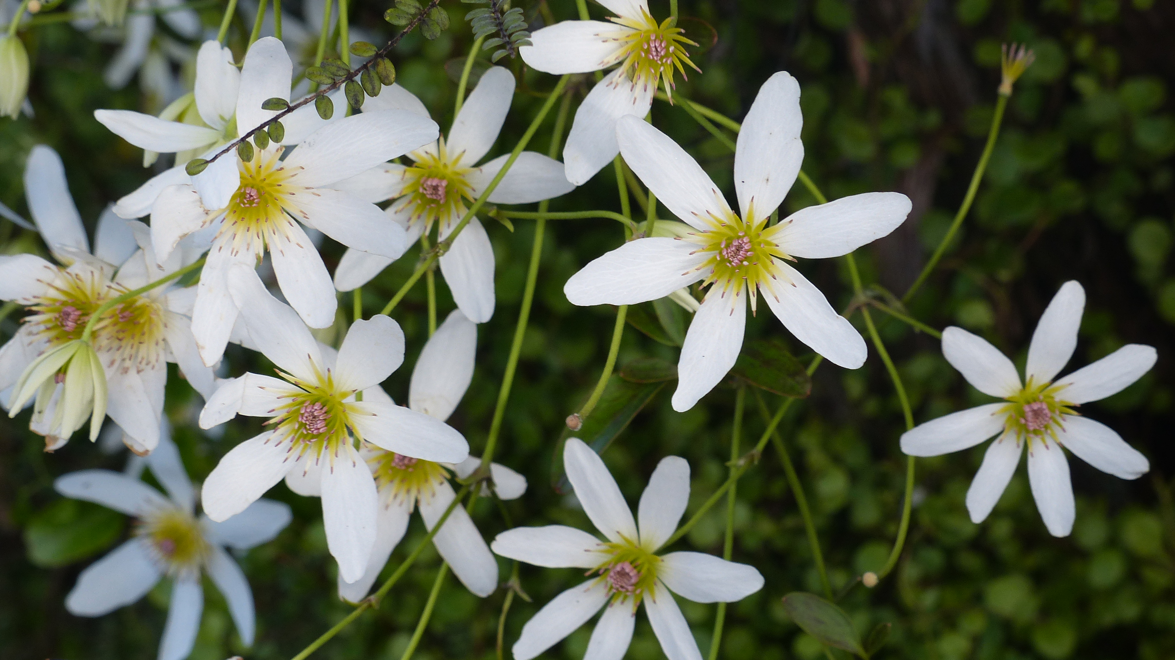 Maramataka - Maori Lunar Calendar | Auckland Botanic Gardens