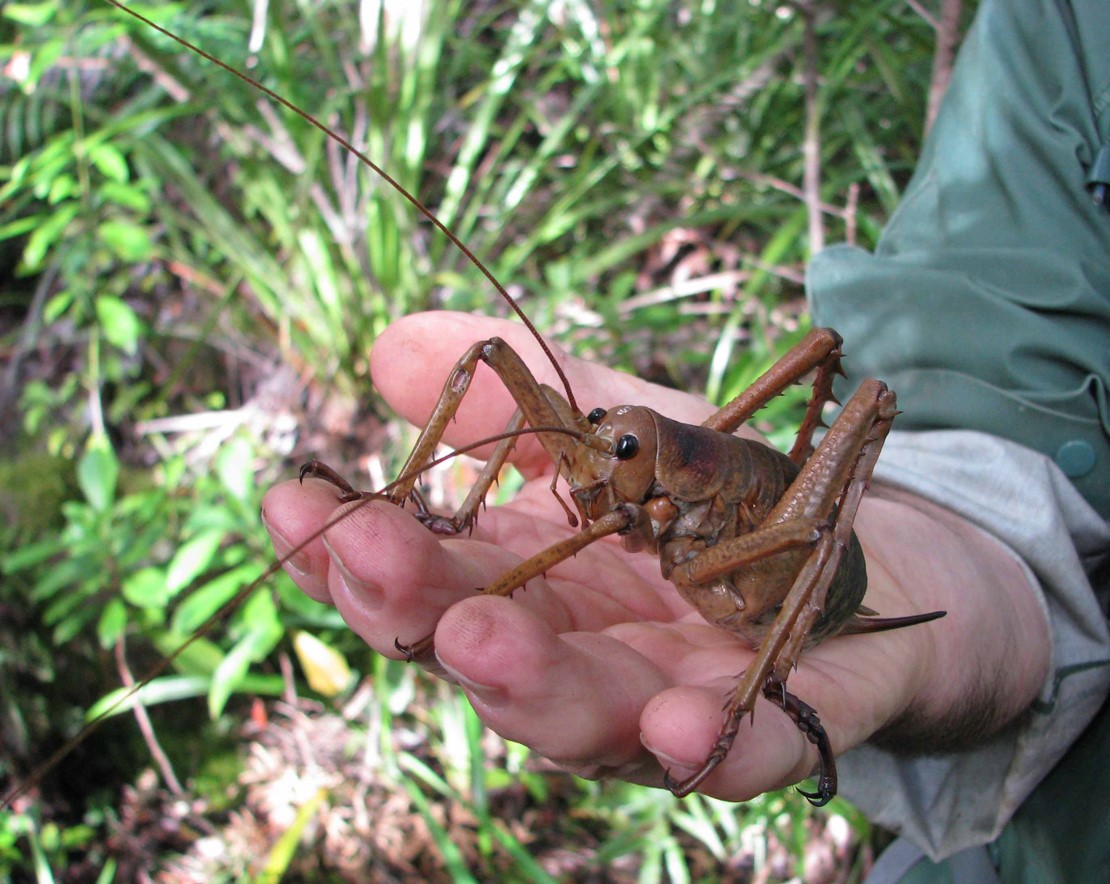 Back from extinction: learn about the giant weta | Auckland Botanic Gardens