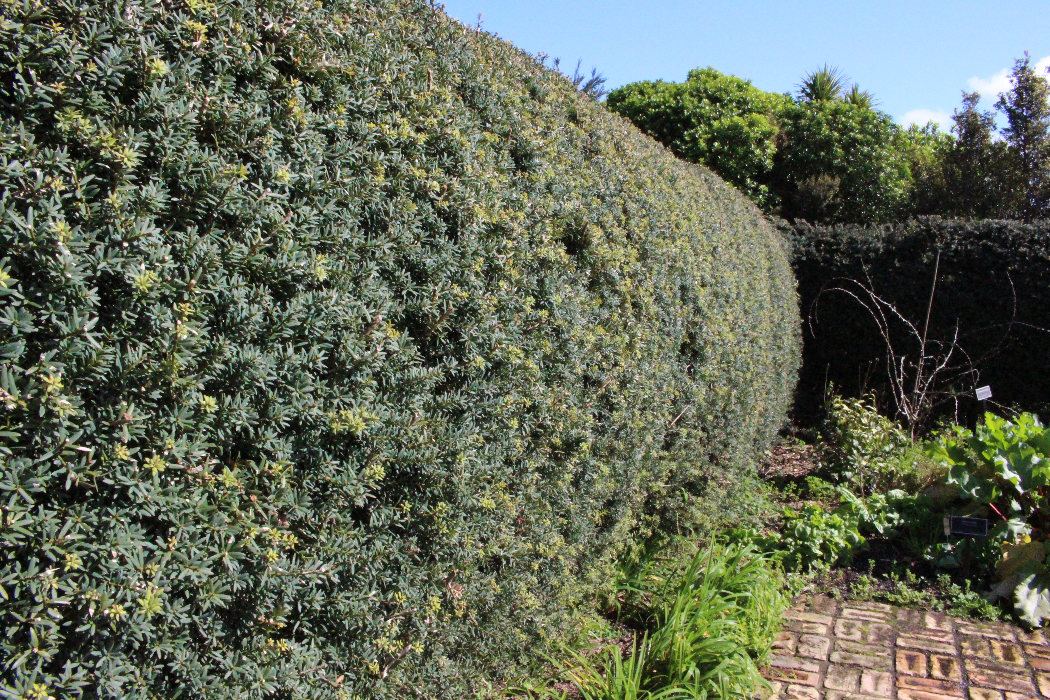 Podocarpus totara 'Matapouri Blue'