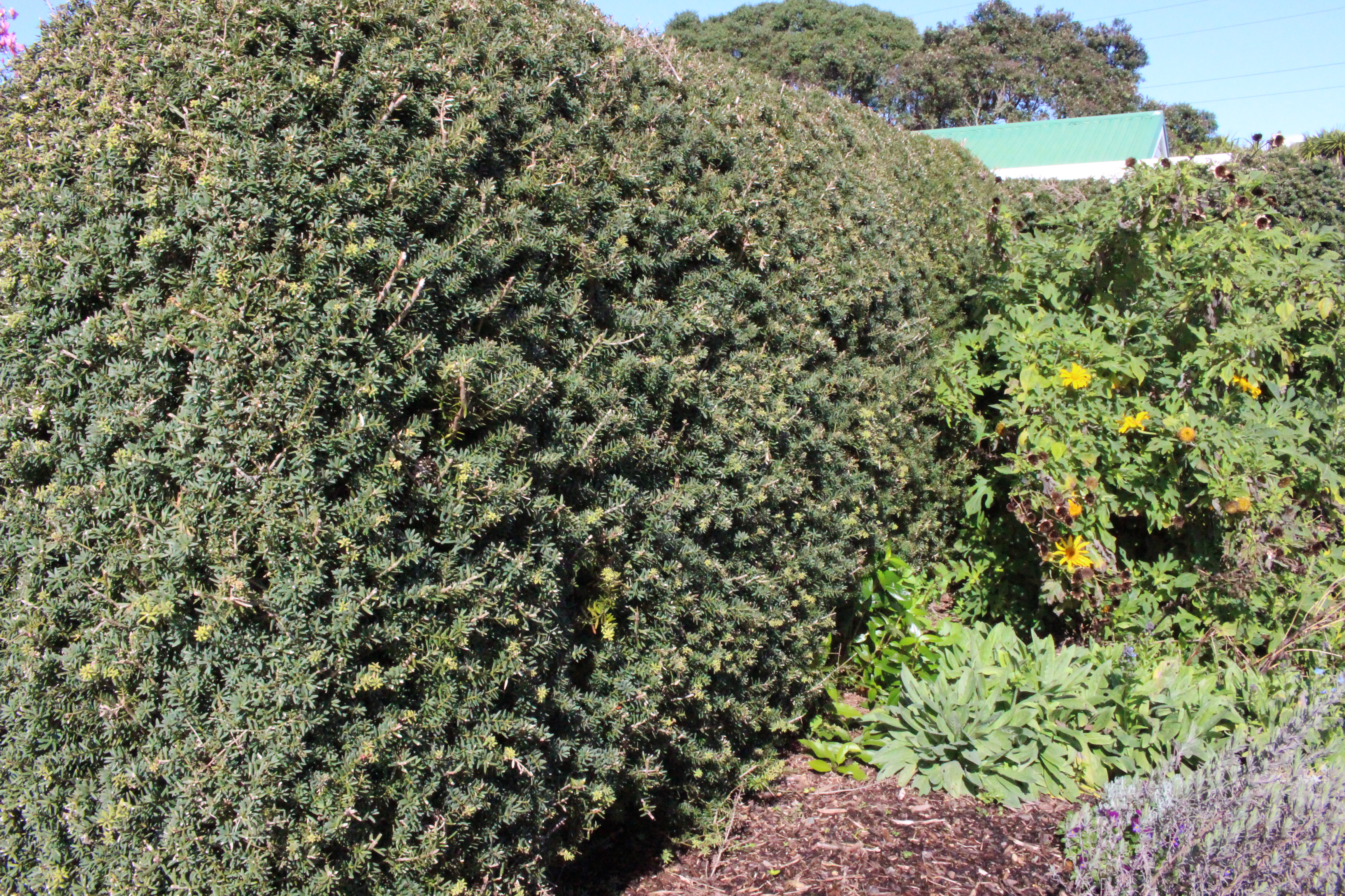 Podocarpus totara 'Matapouri Blue'