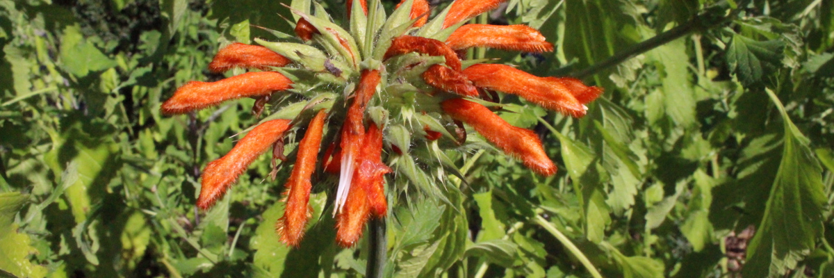 Leonotis leonurus