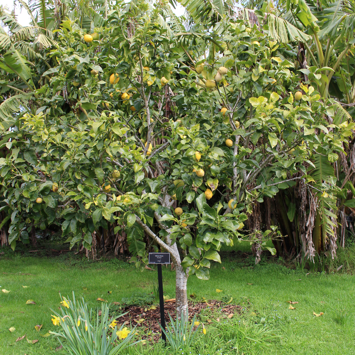 Fruit Trees