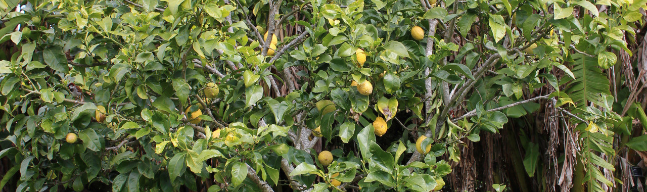 Citrus x limon 'Yen Ben'
