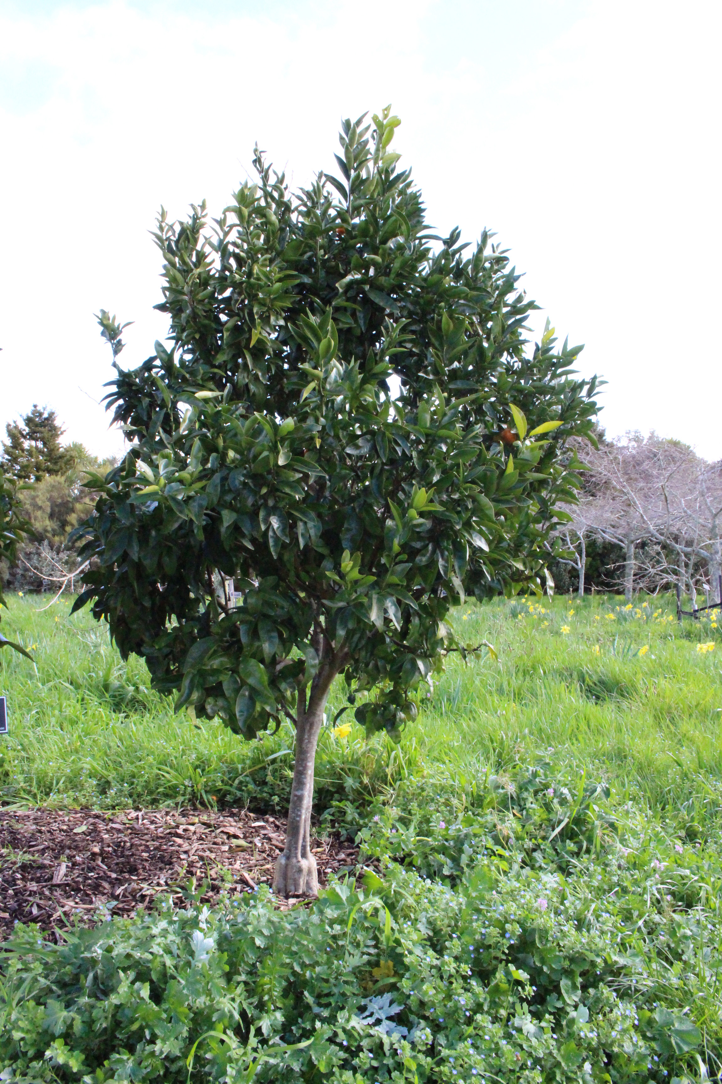 Citrus reticulata 'Encore'