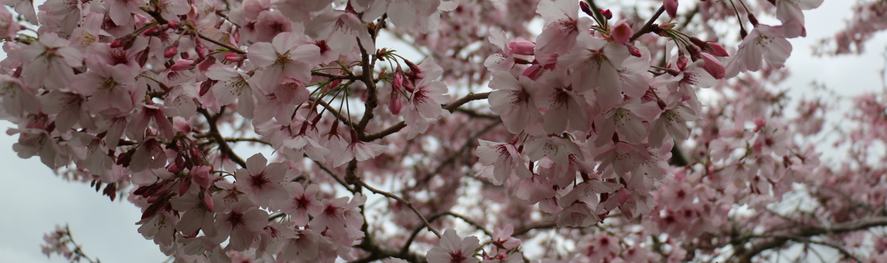 Prunus x yedoensis 'Awanui'