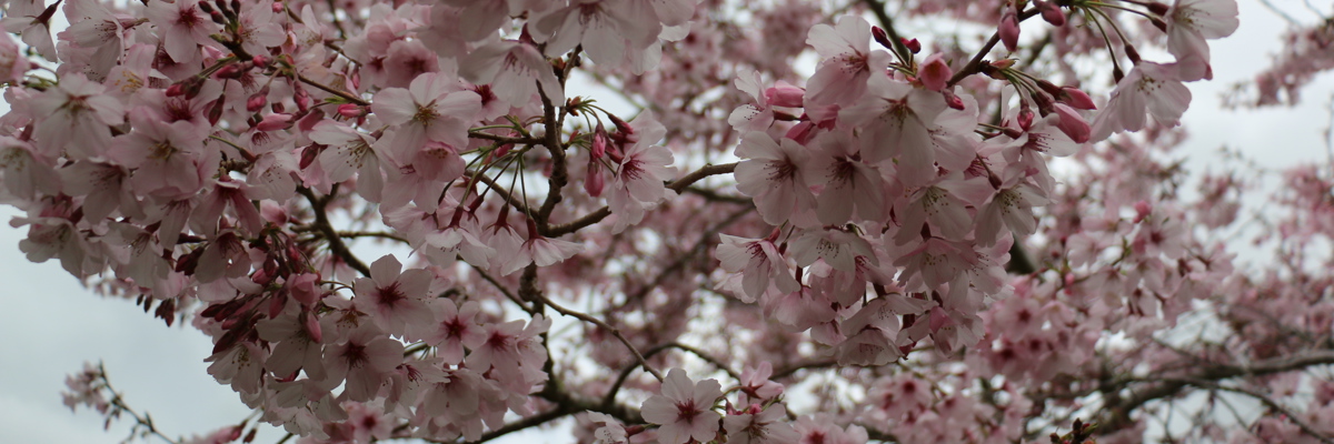 Prunus x yedoensis 'Awanui'