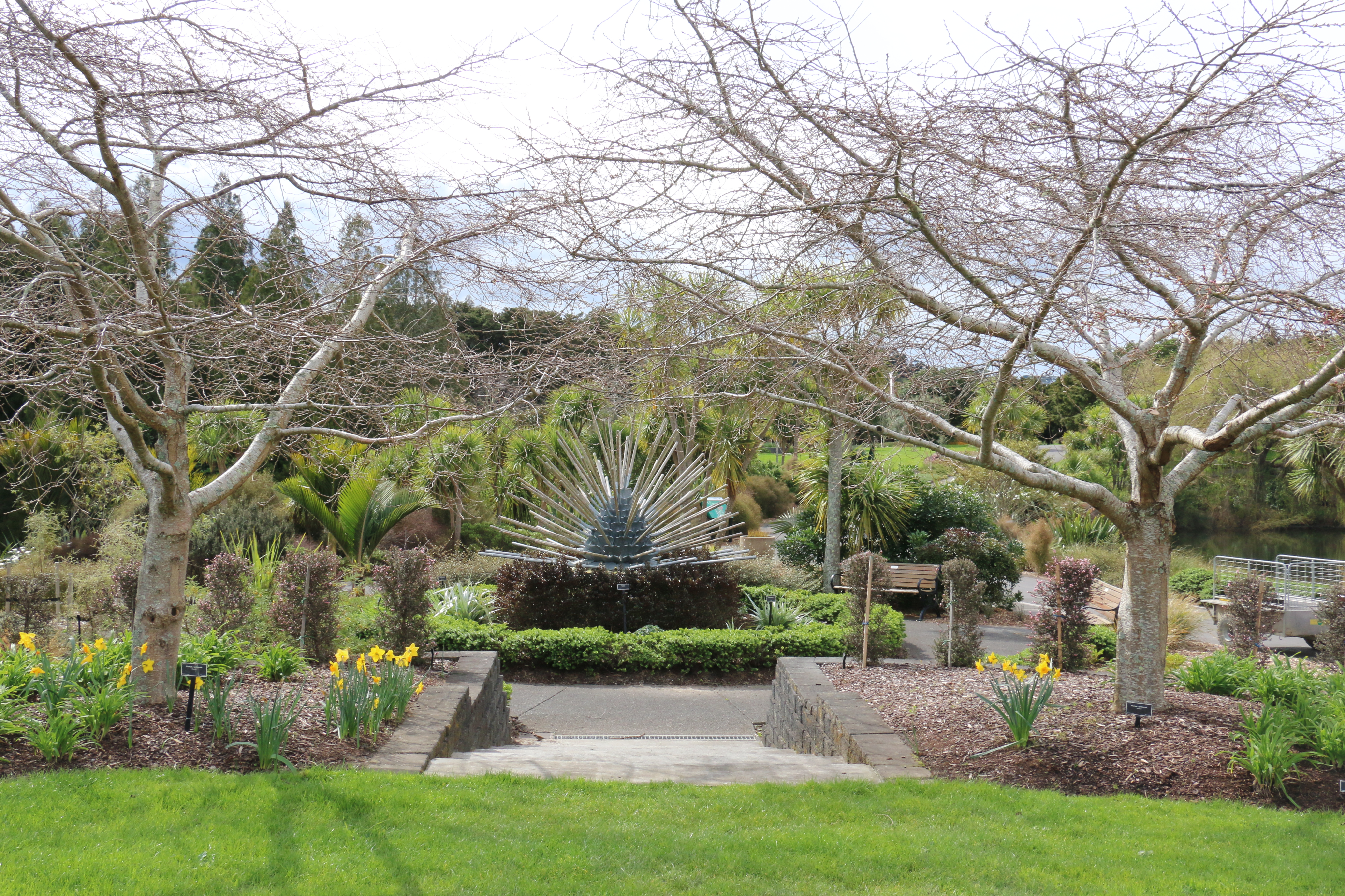 Prunus x yedoensis 'Awanui'