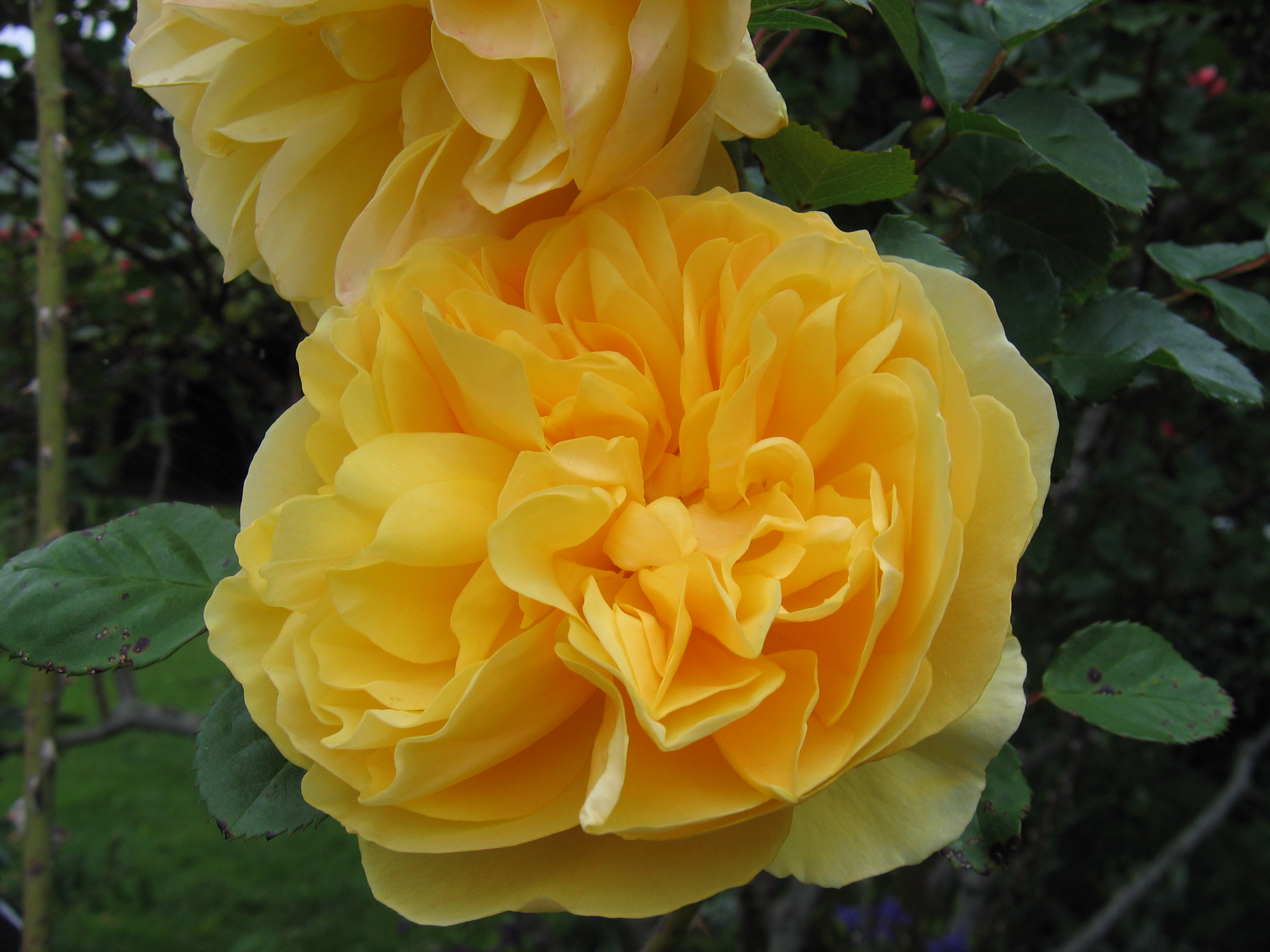 Rosa 'Graham Thomas'