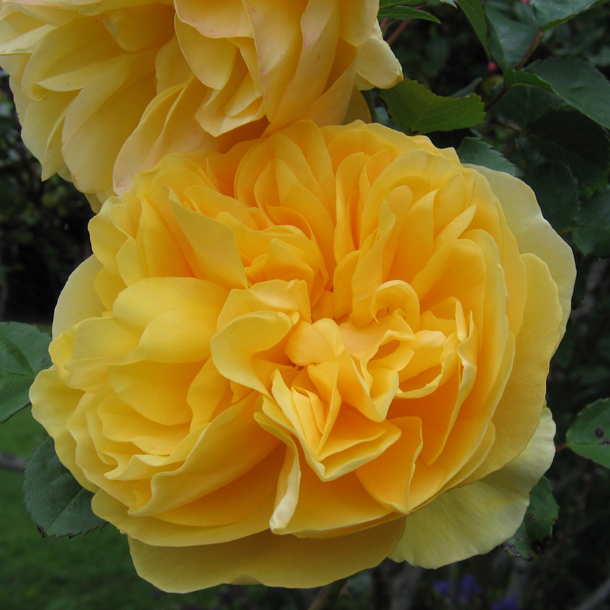 Cottage Garden