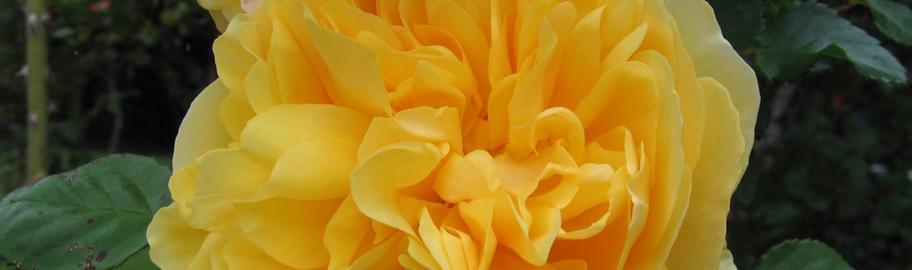 Rosa 'Graham Thomas'