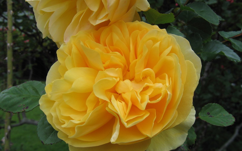 Rosa 'Graham Thomas'
