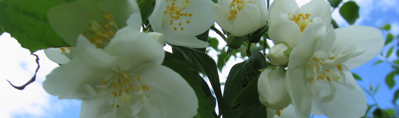 Philadelphus 'Minnesota Snowflake'