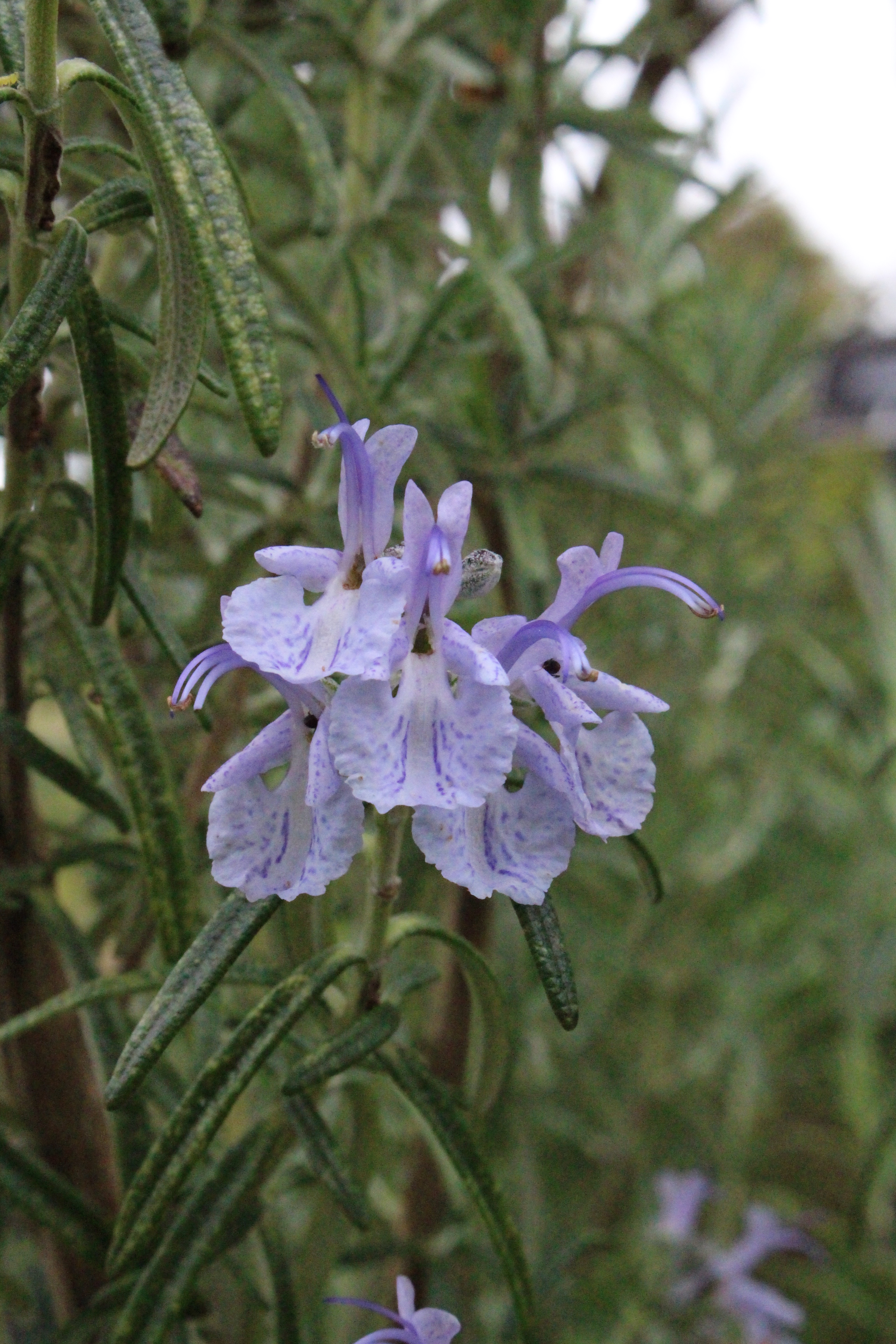Rosmarinus officinalis
