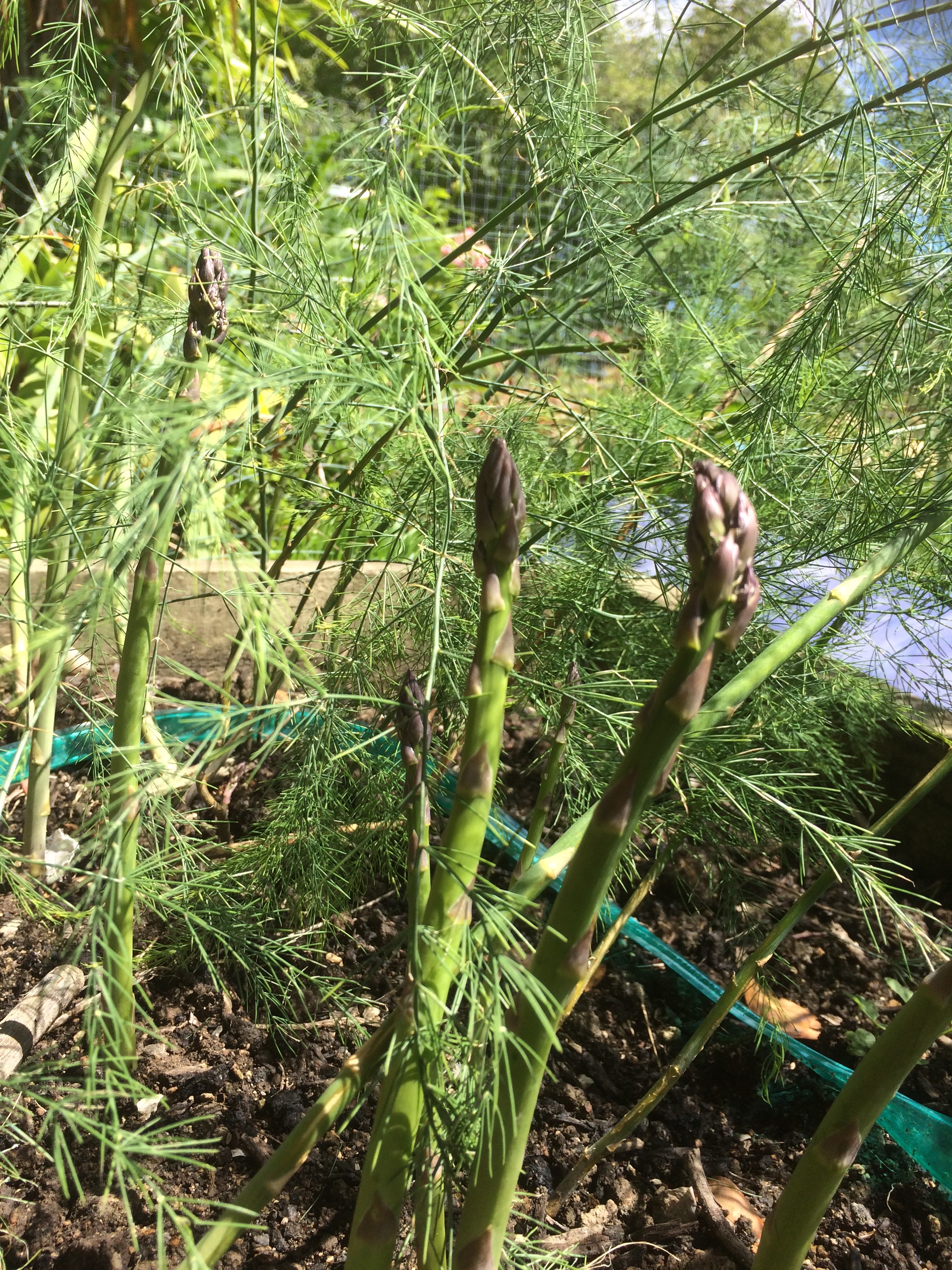 Asparagus officinalis