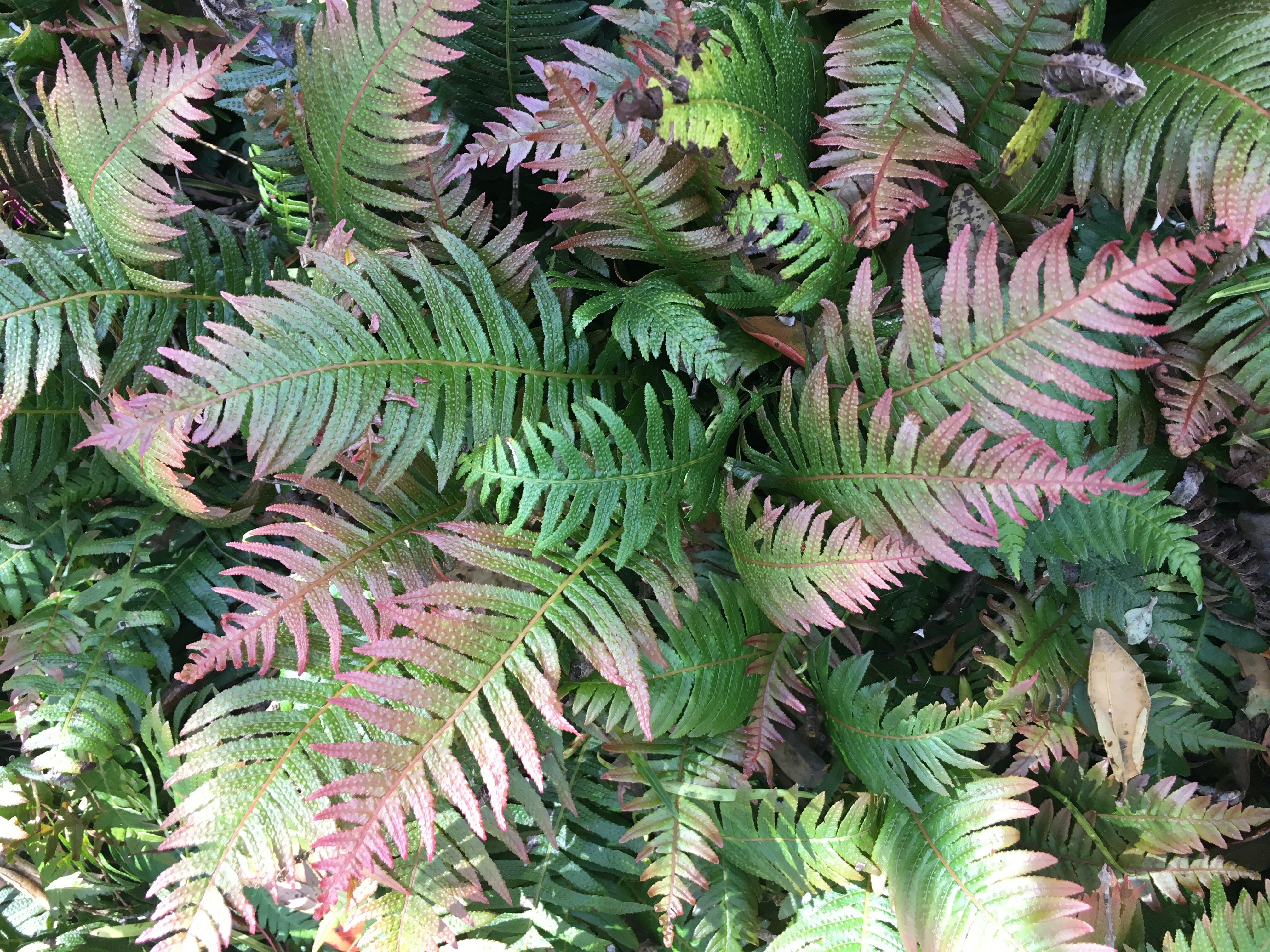 Blechnum neohollandicum