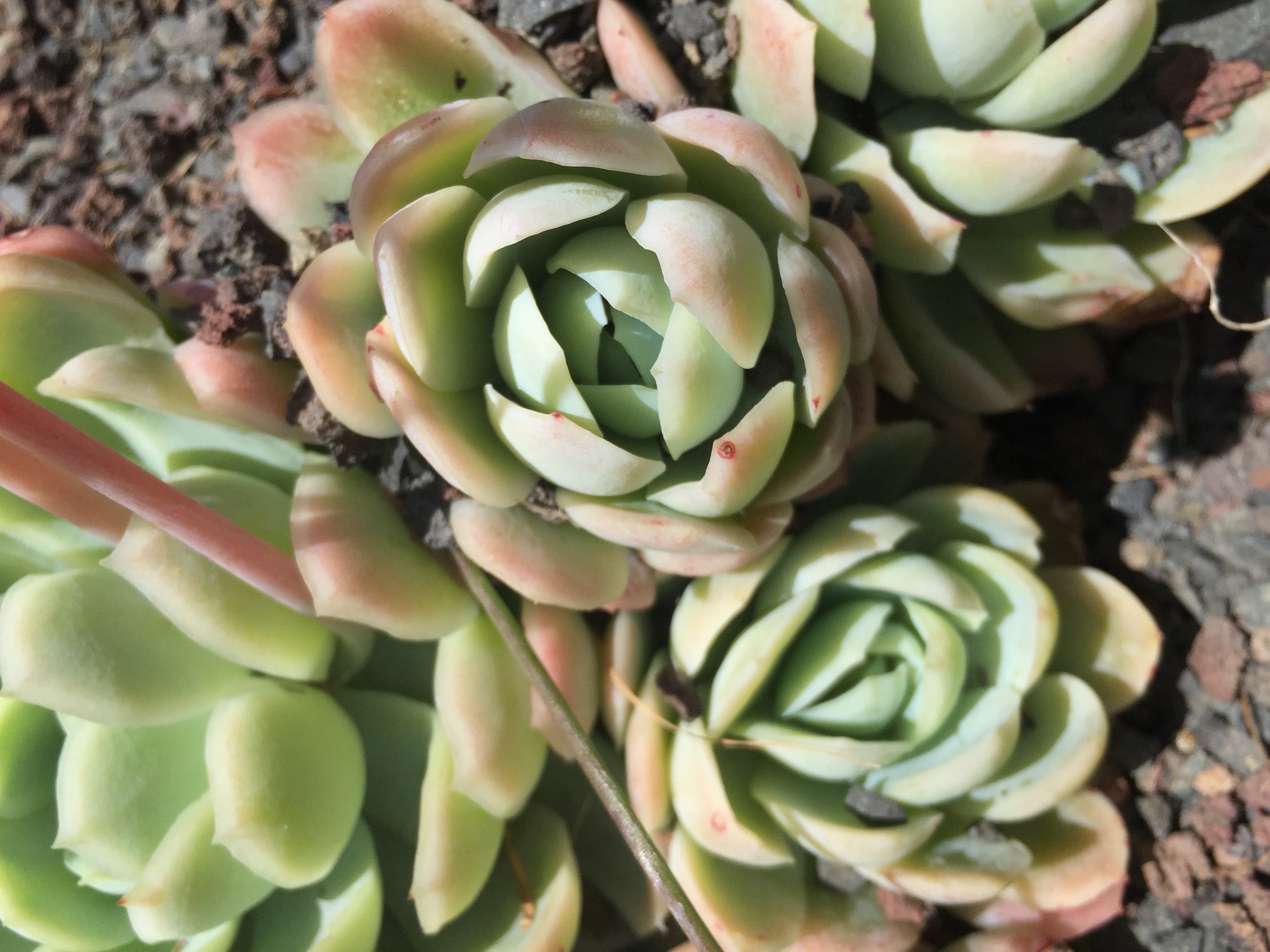 Echeveria Elegans