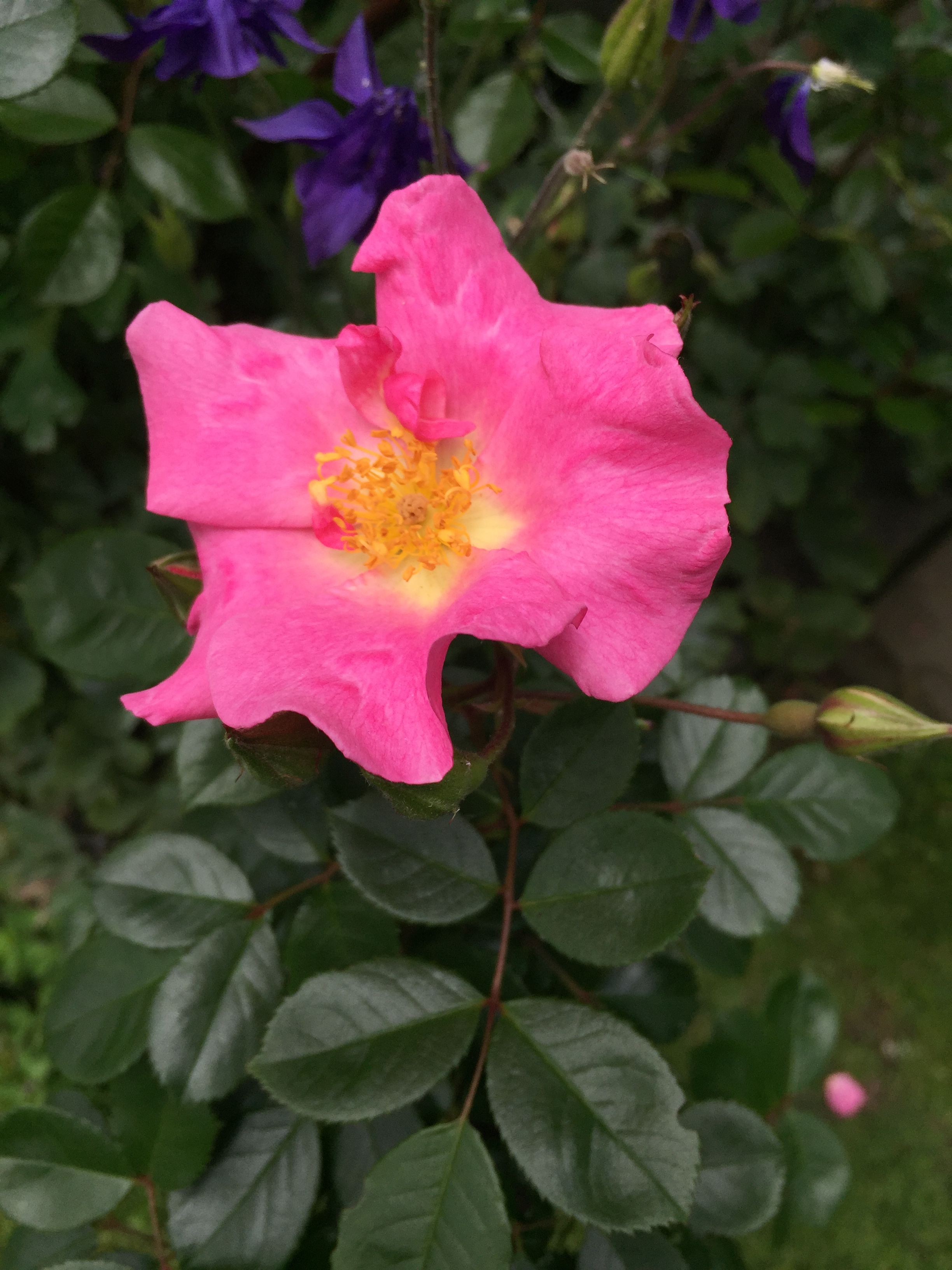Rosa 'Climbing Pinkie'