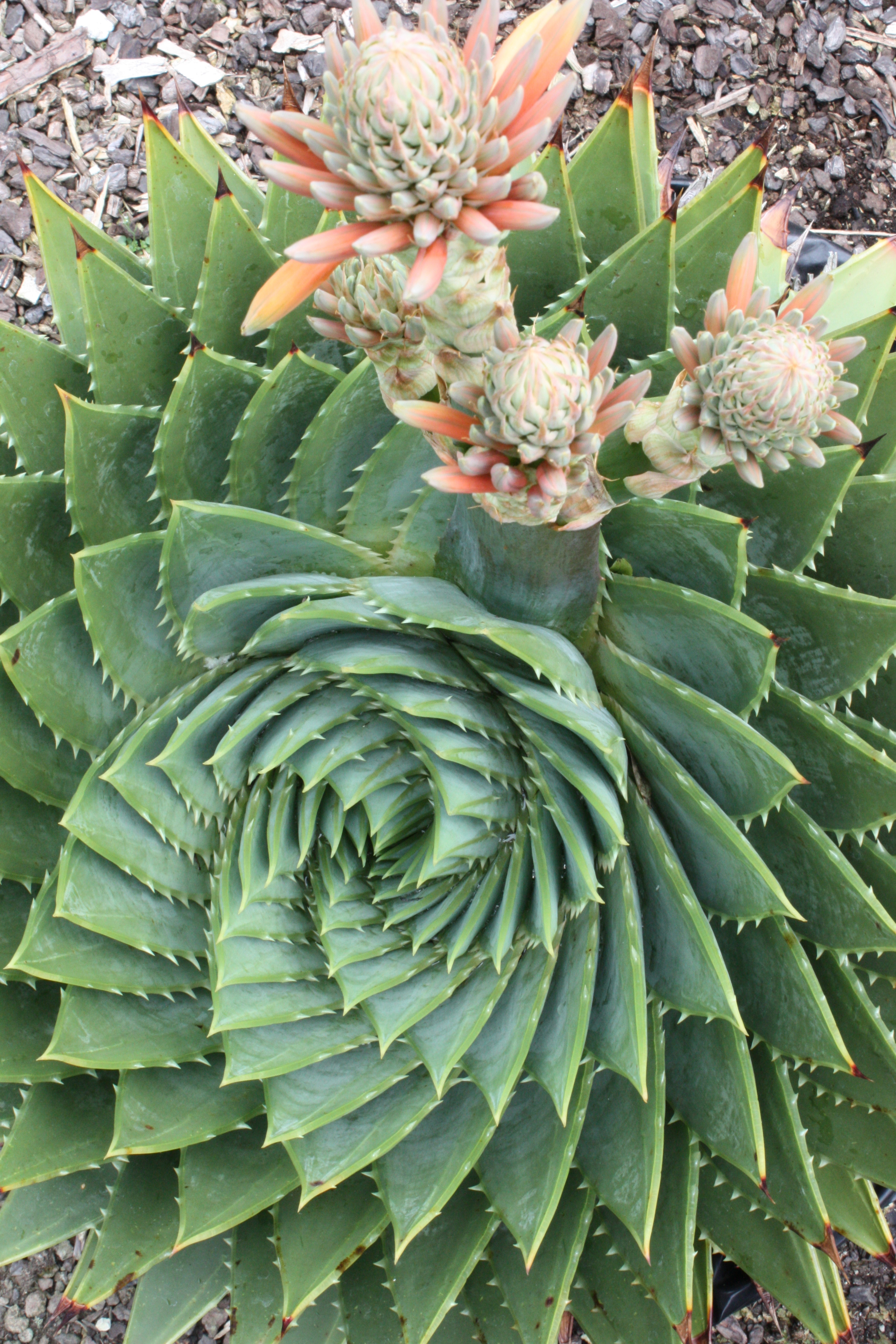Aloe polyphylla