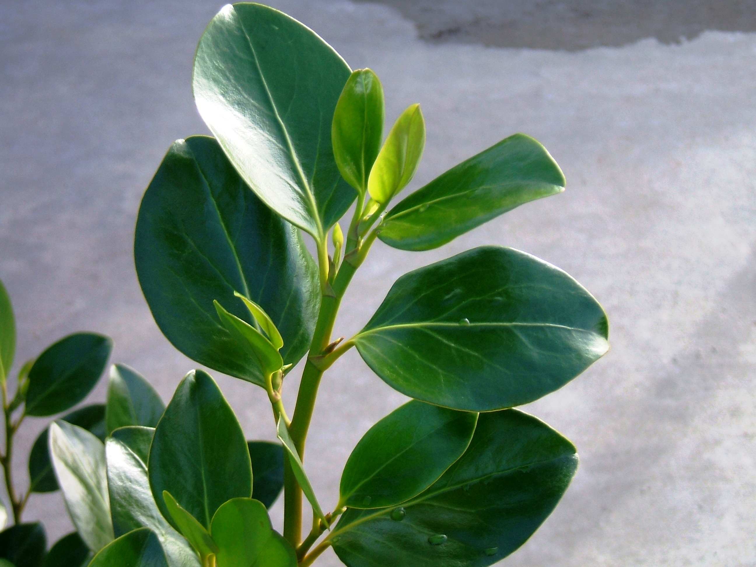 Griselinia littoralis