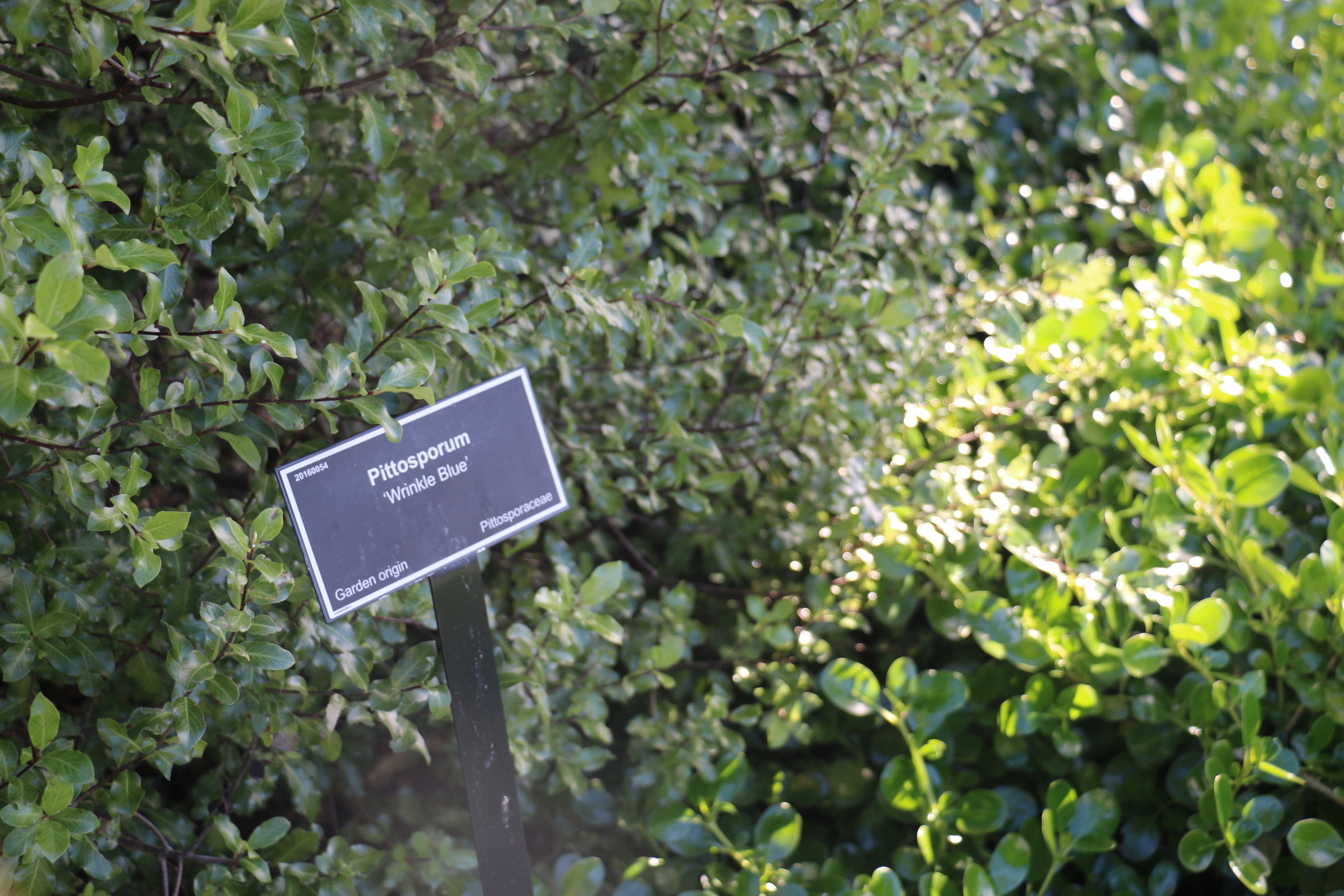 Pittosporum 'Wrinkle Blue'