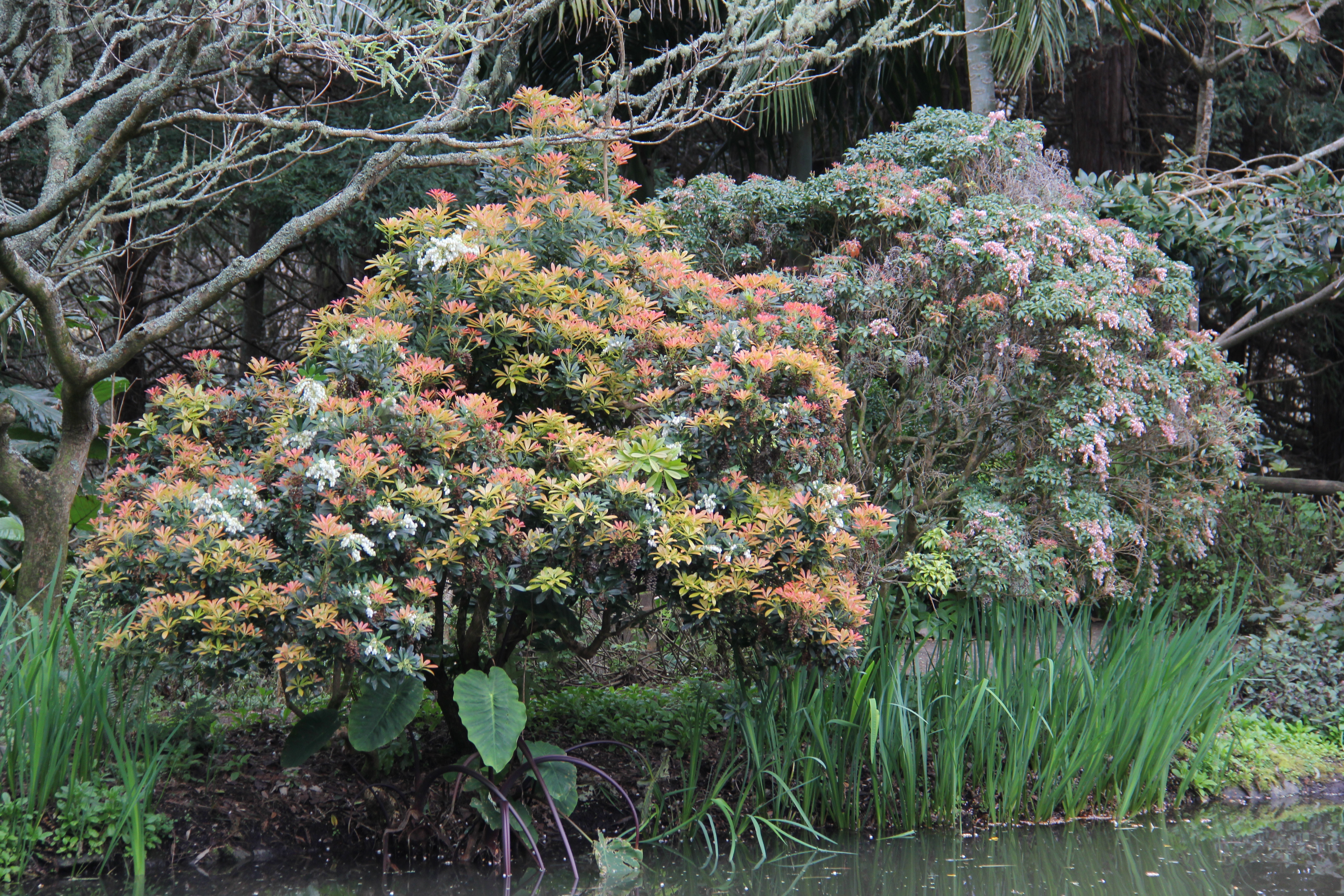 Pieris ryukuensis 'Temple Bells'