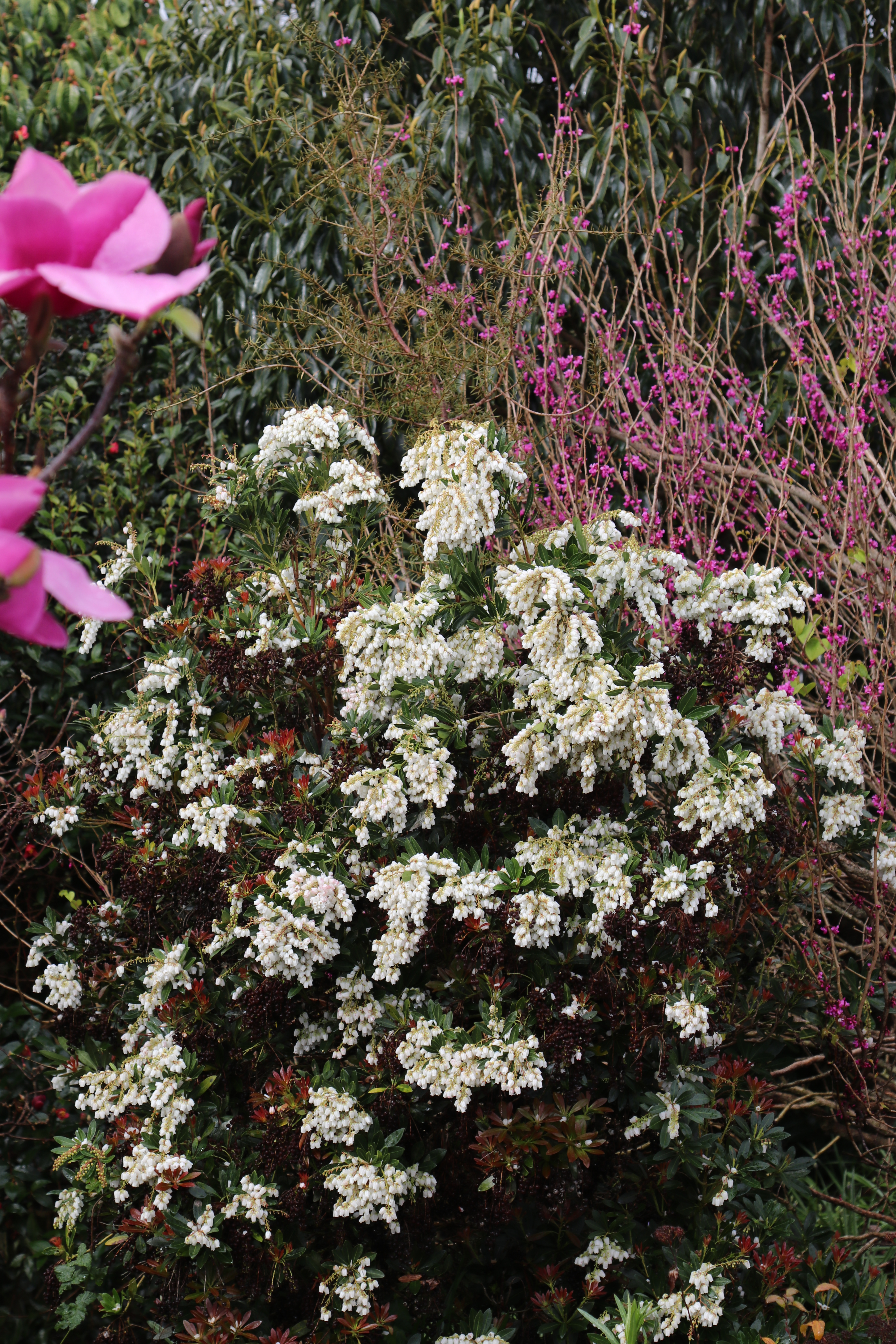 Pieris ryukuensis 'Temple Bells'