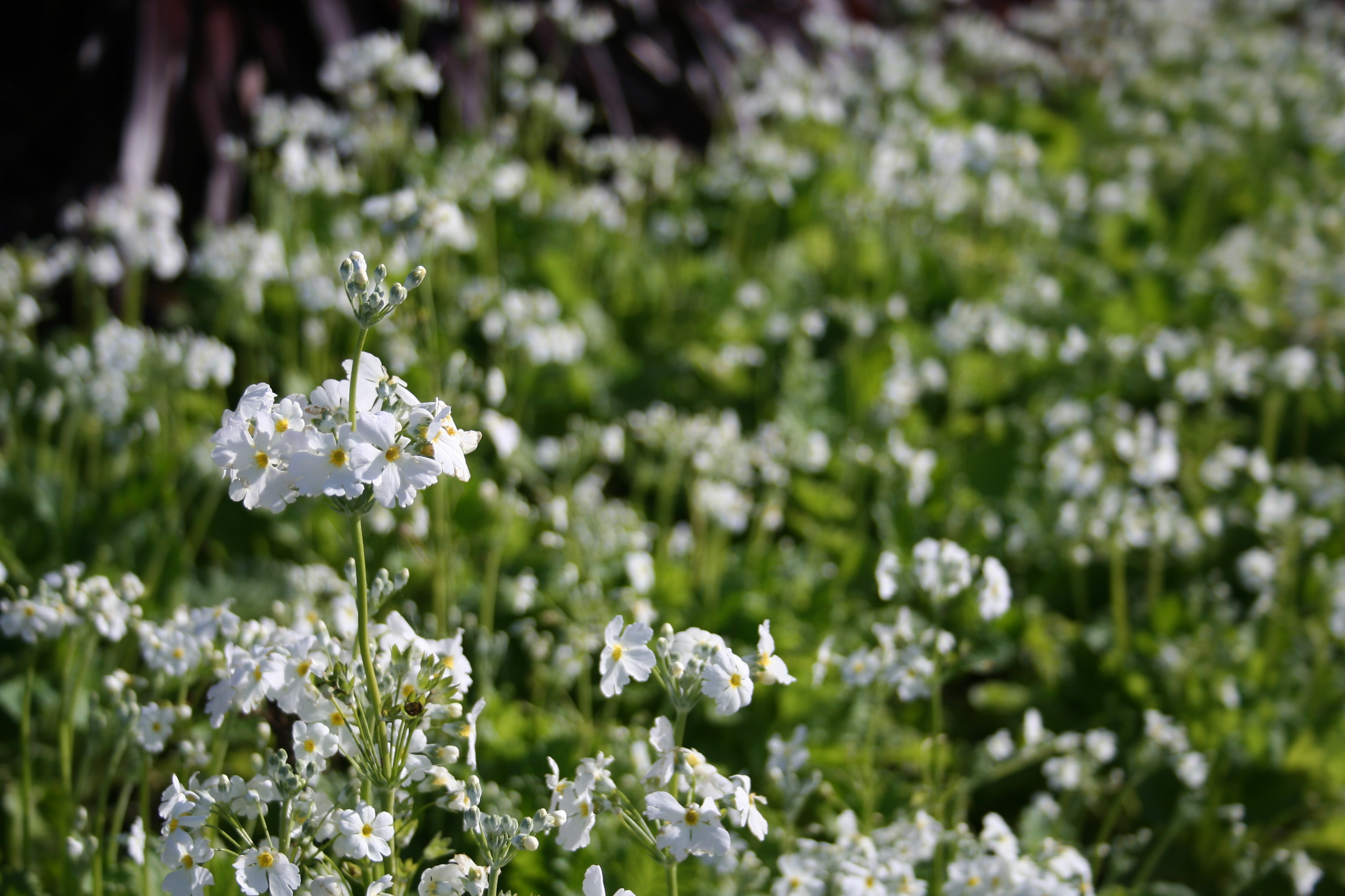 Primula malacoides