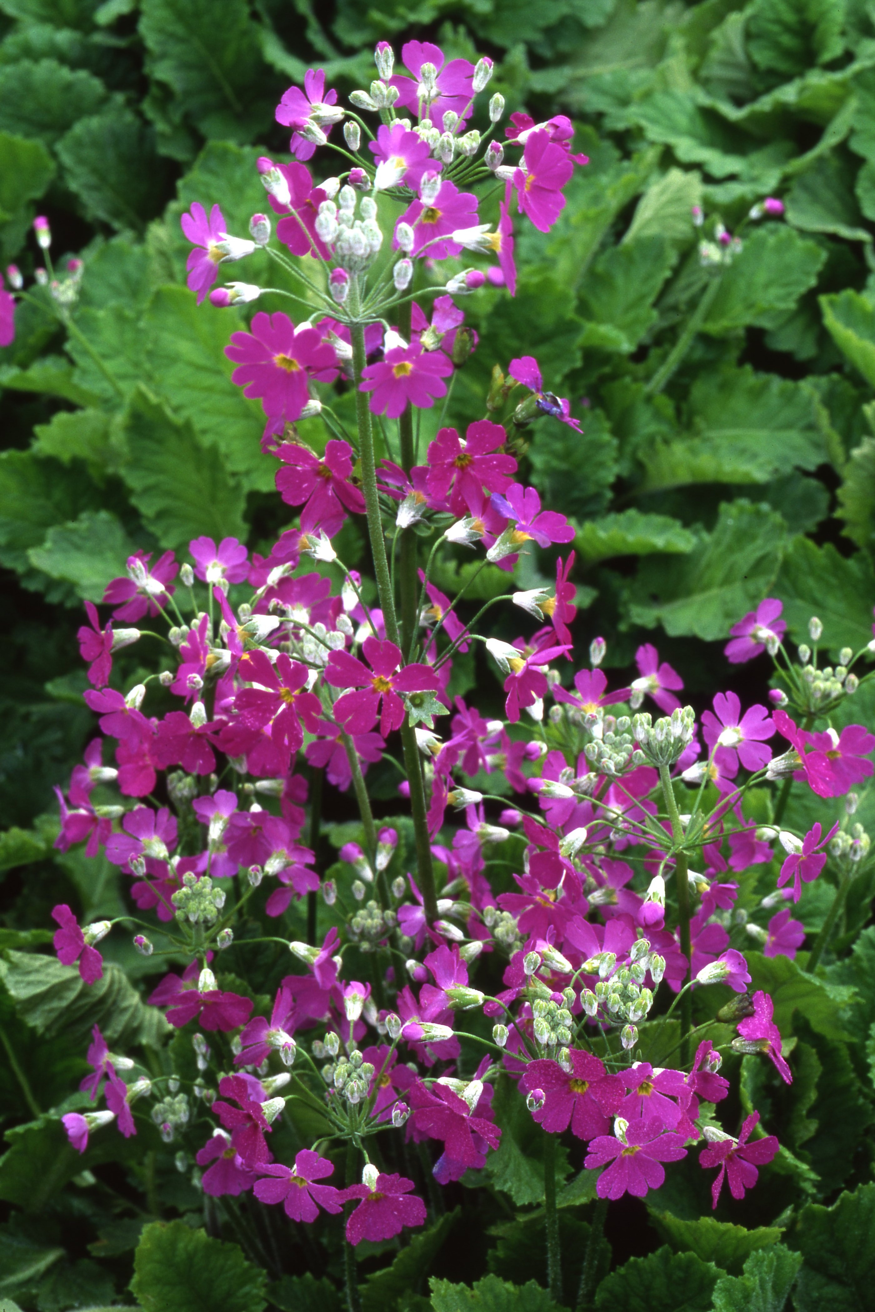 Primula malacoides