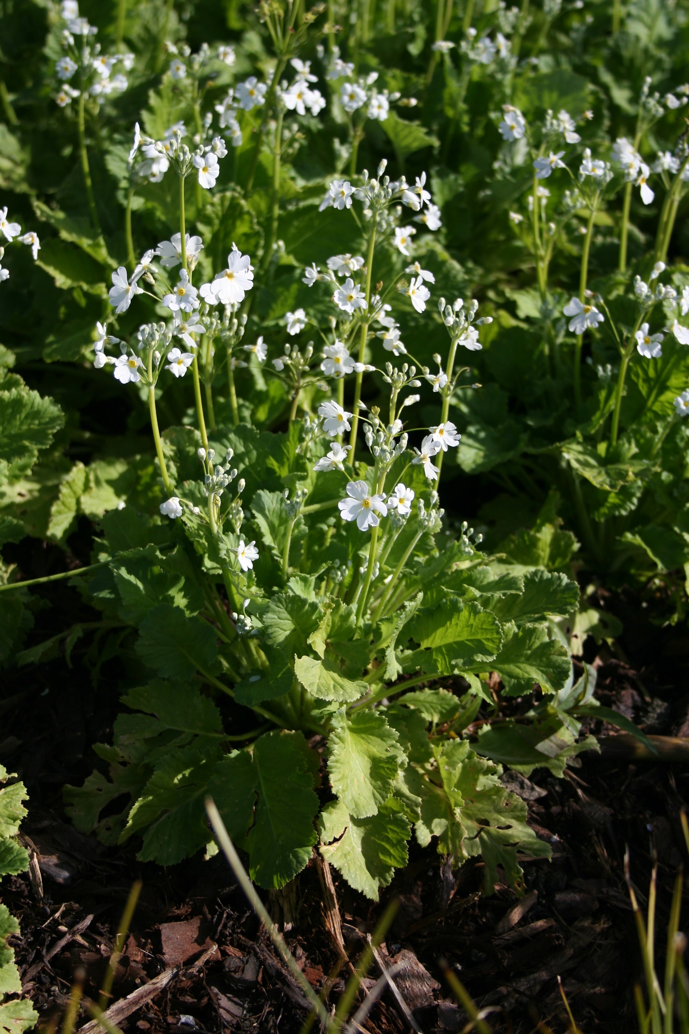 Primula malacoides