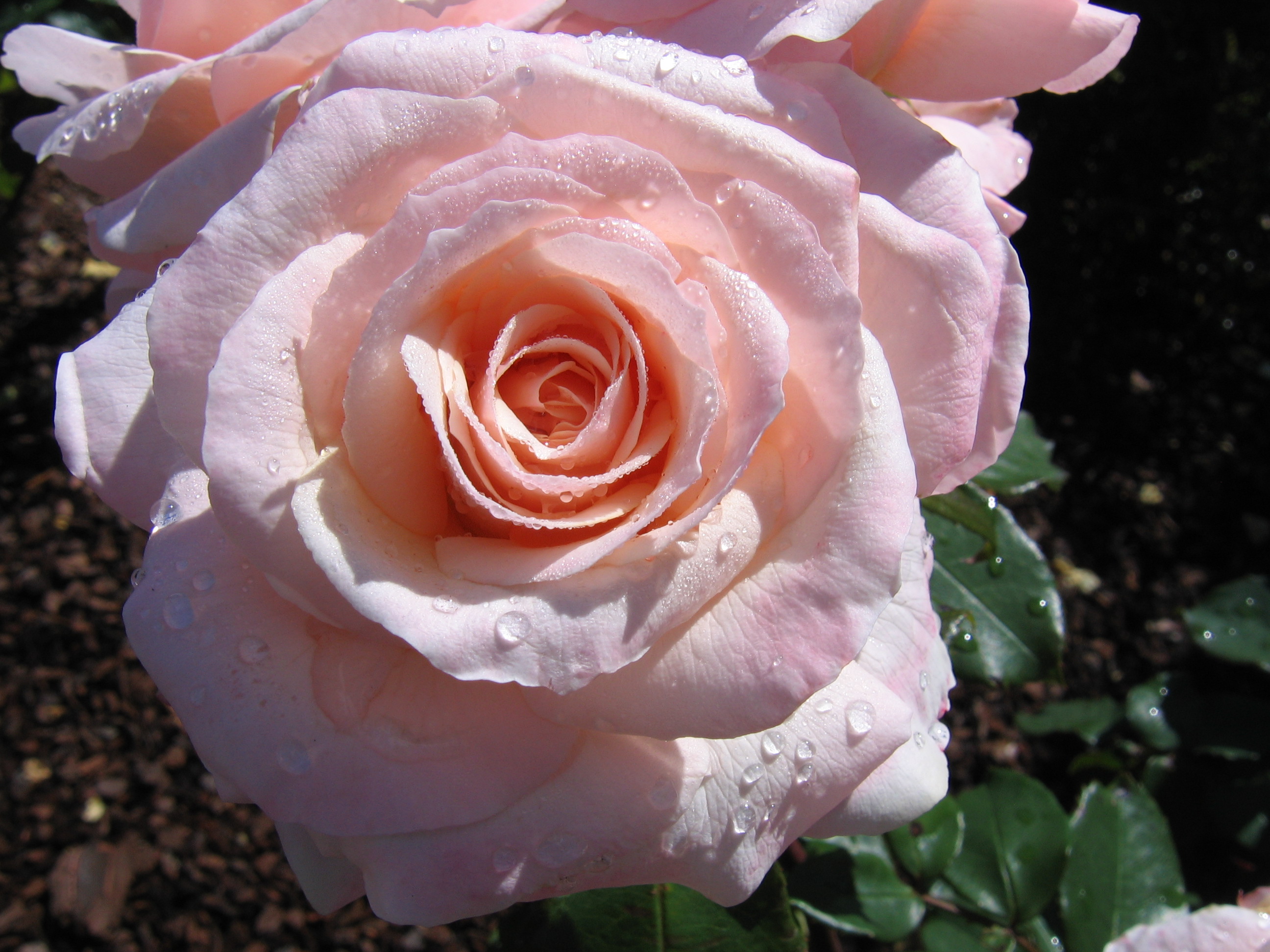 Rosa [Fond Memories] = 'MACkrasna'