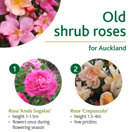 Roses | Auckland Botanic Gardens
