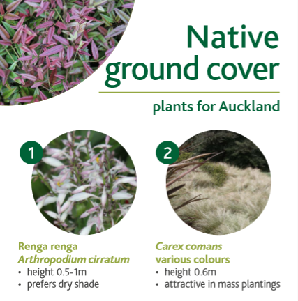 Ground covers | Auckland Botanic Gardens