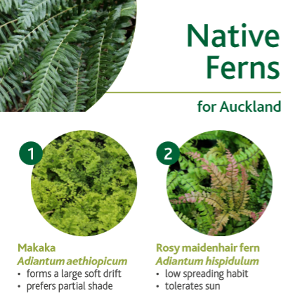 Natives | Auckland Botanic Gardens