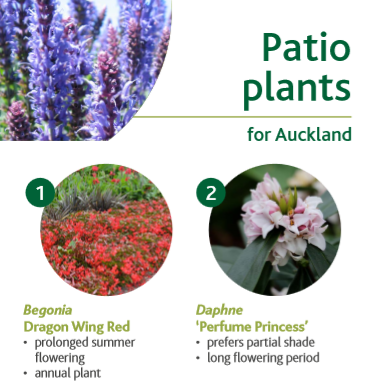Container plants | Auckland Botanic Gardens