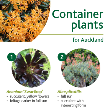Container plants | Auckland Botanic Gardens