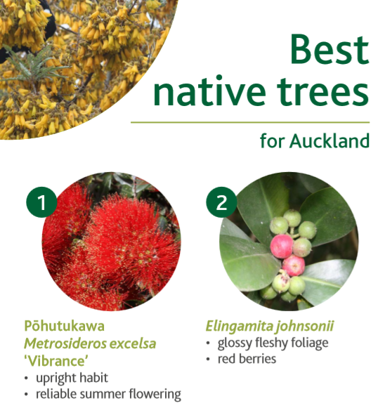 Natives | Auckland Botanic Gardens