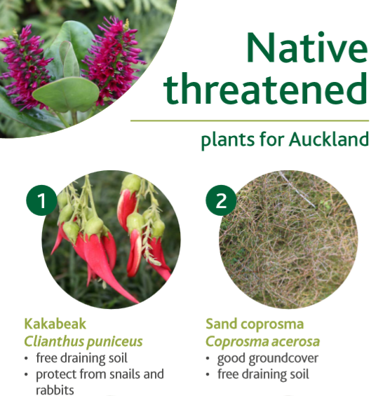 Natives | Auckland Botanic Gardens