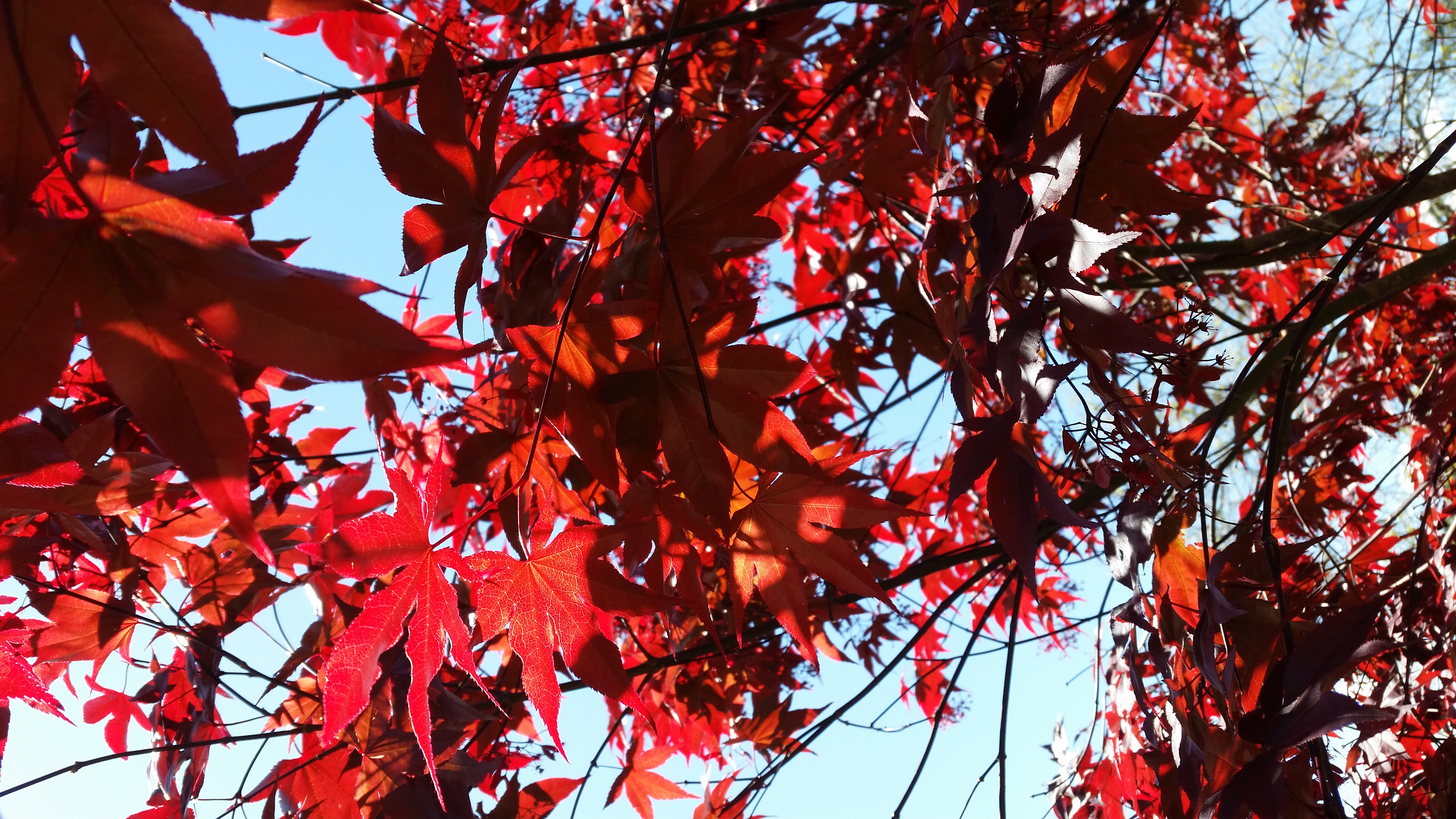 Acer palmatum 'Red Emperor'