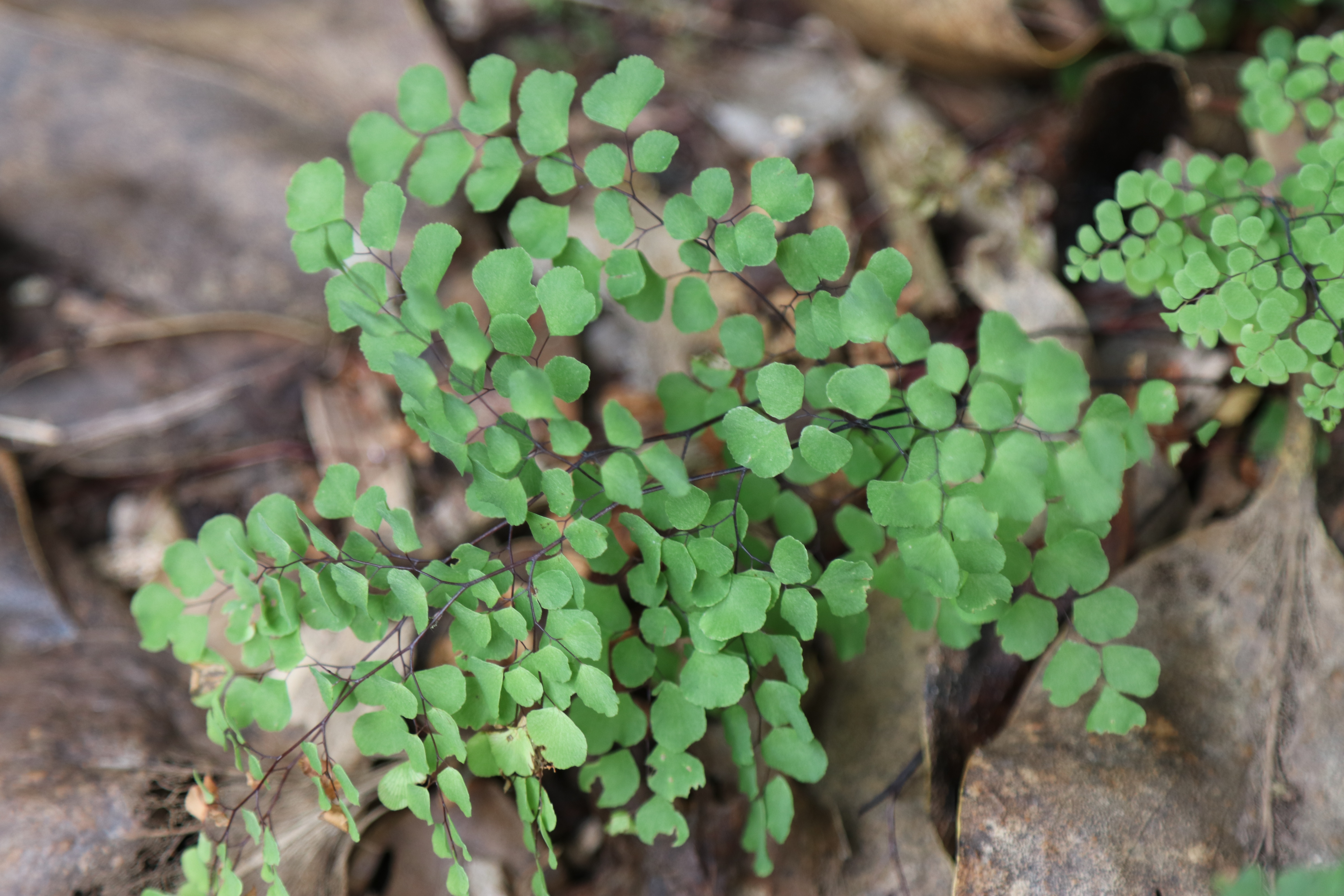Ferns
