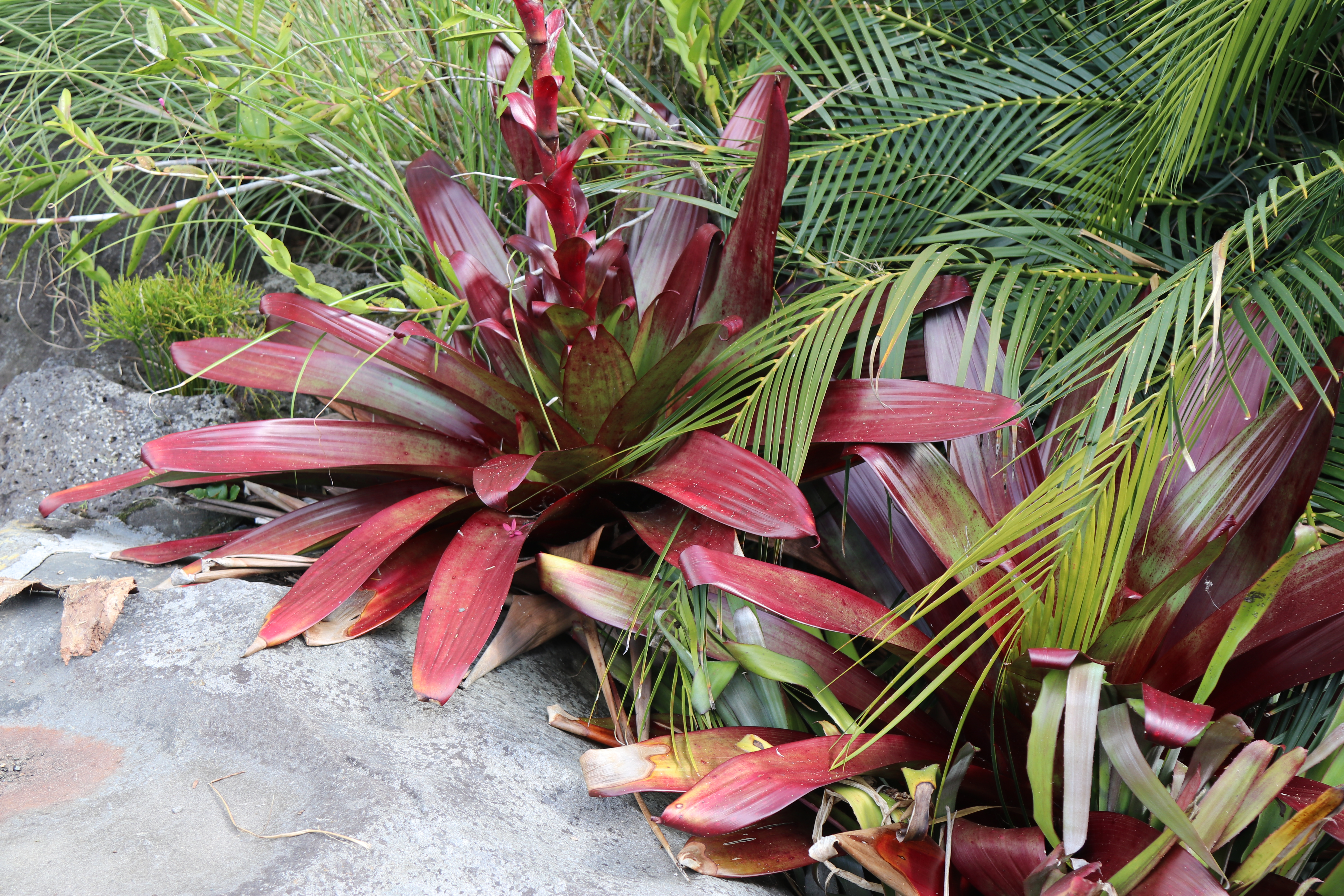 Vriesea imperialis 'Rubra' syn. Alcantarea imperialis 'Rubra'