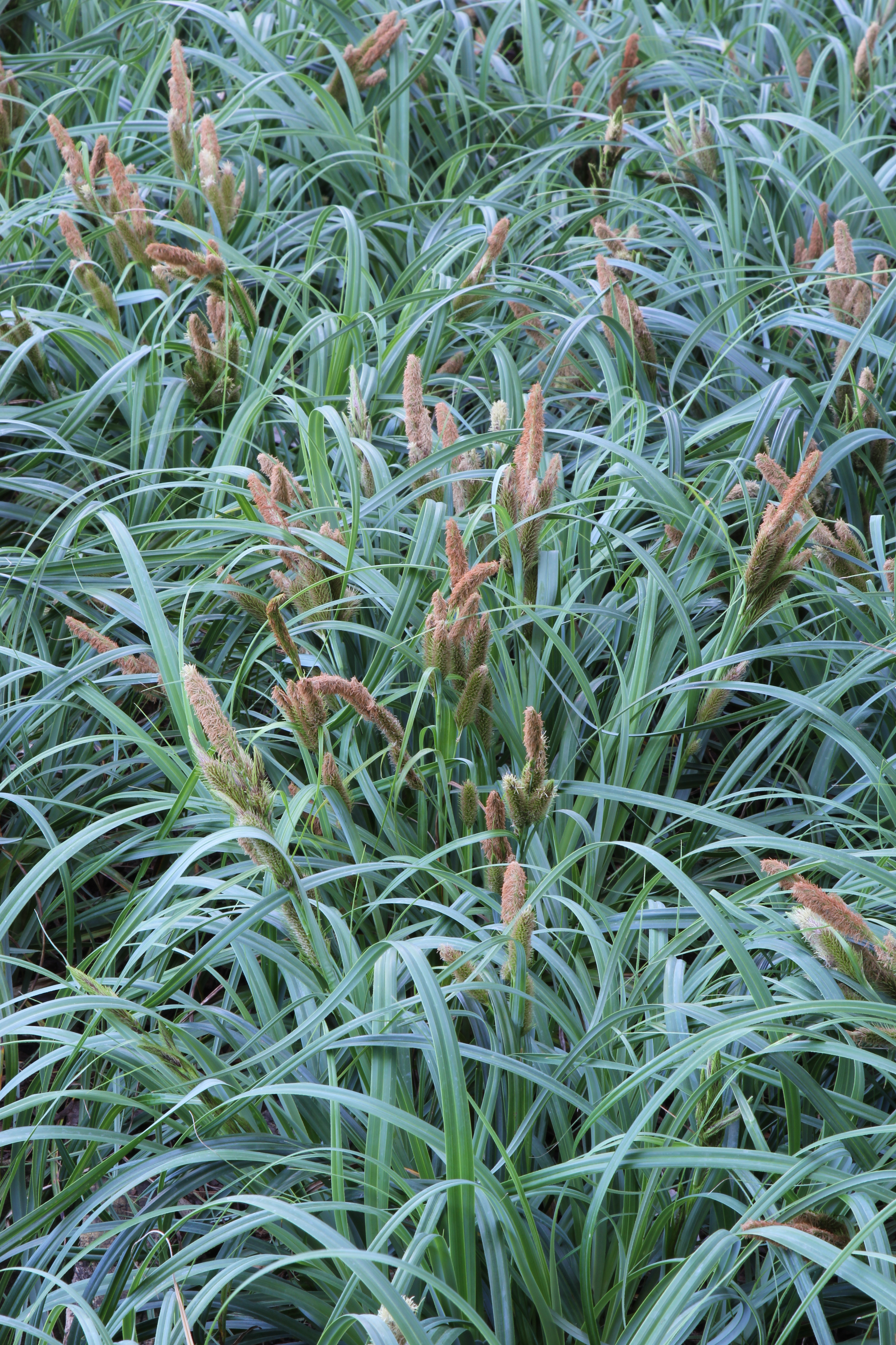 Carex trifida
