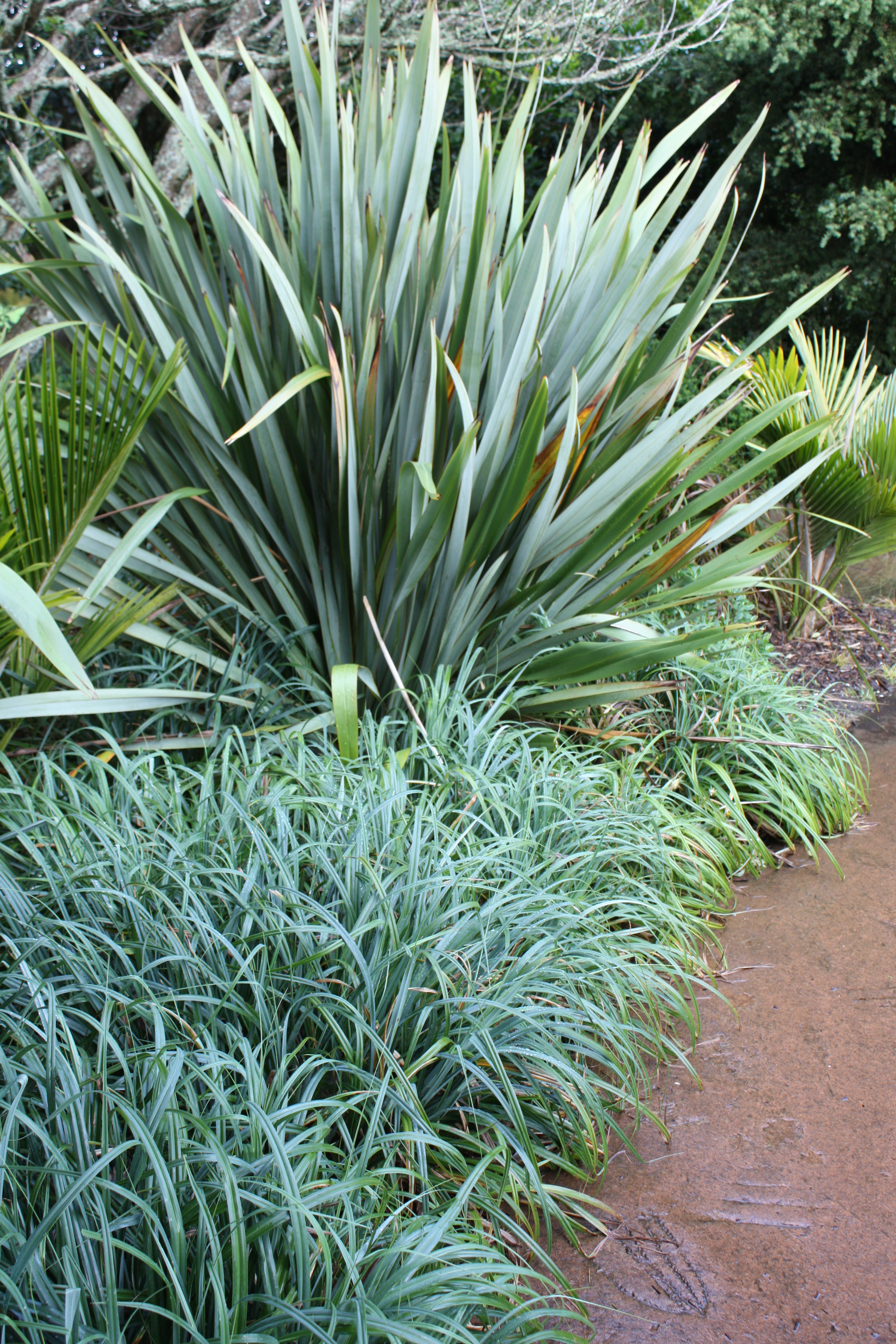 Carex trifida