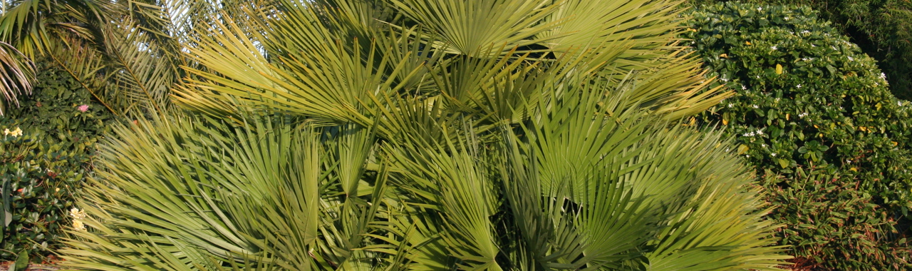 Chamaerops humilis