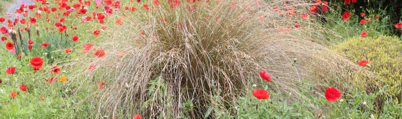Chionochloa rubra