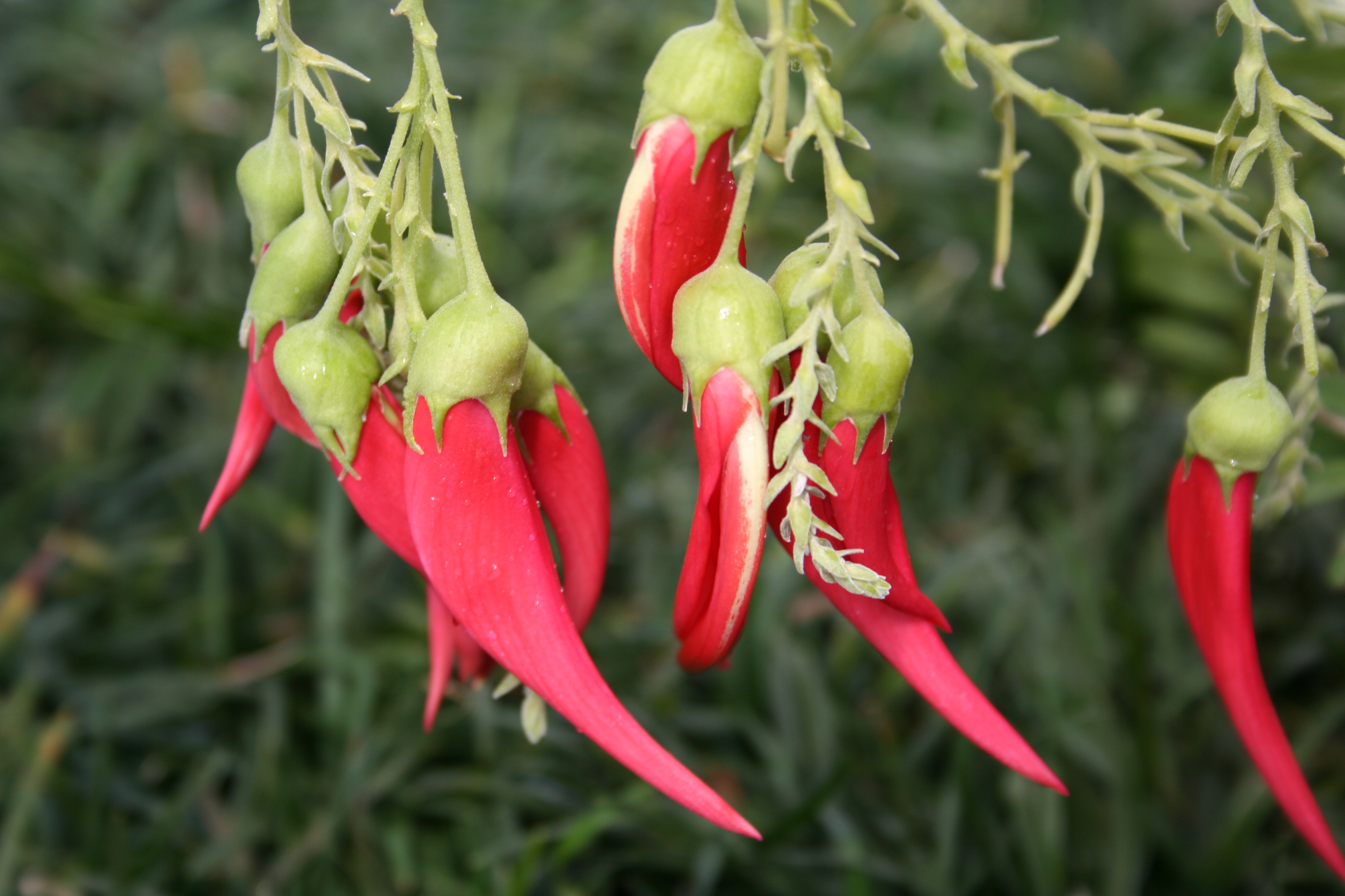 Clianthus puniceus