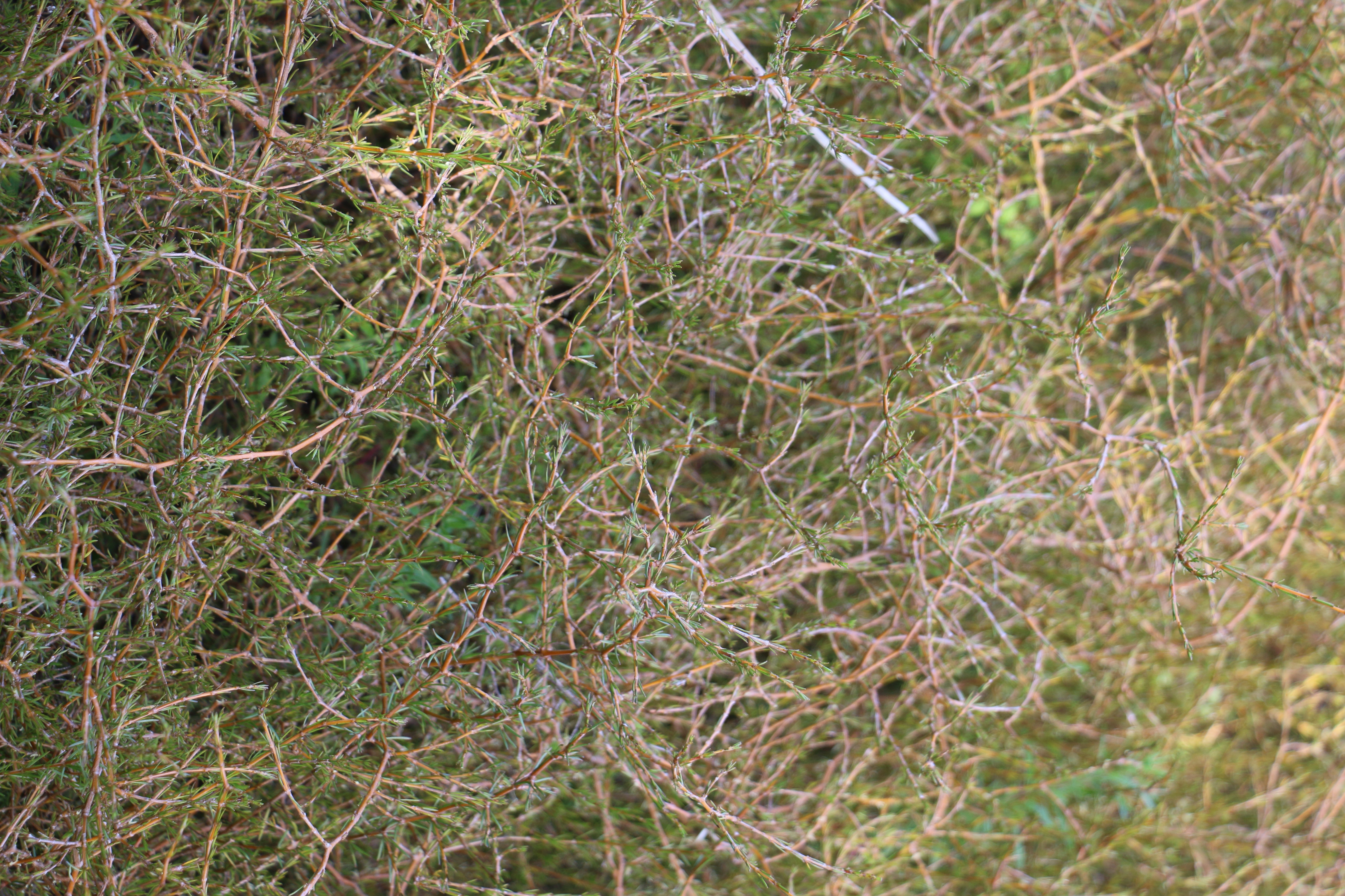 Coprosma acerosa
