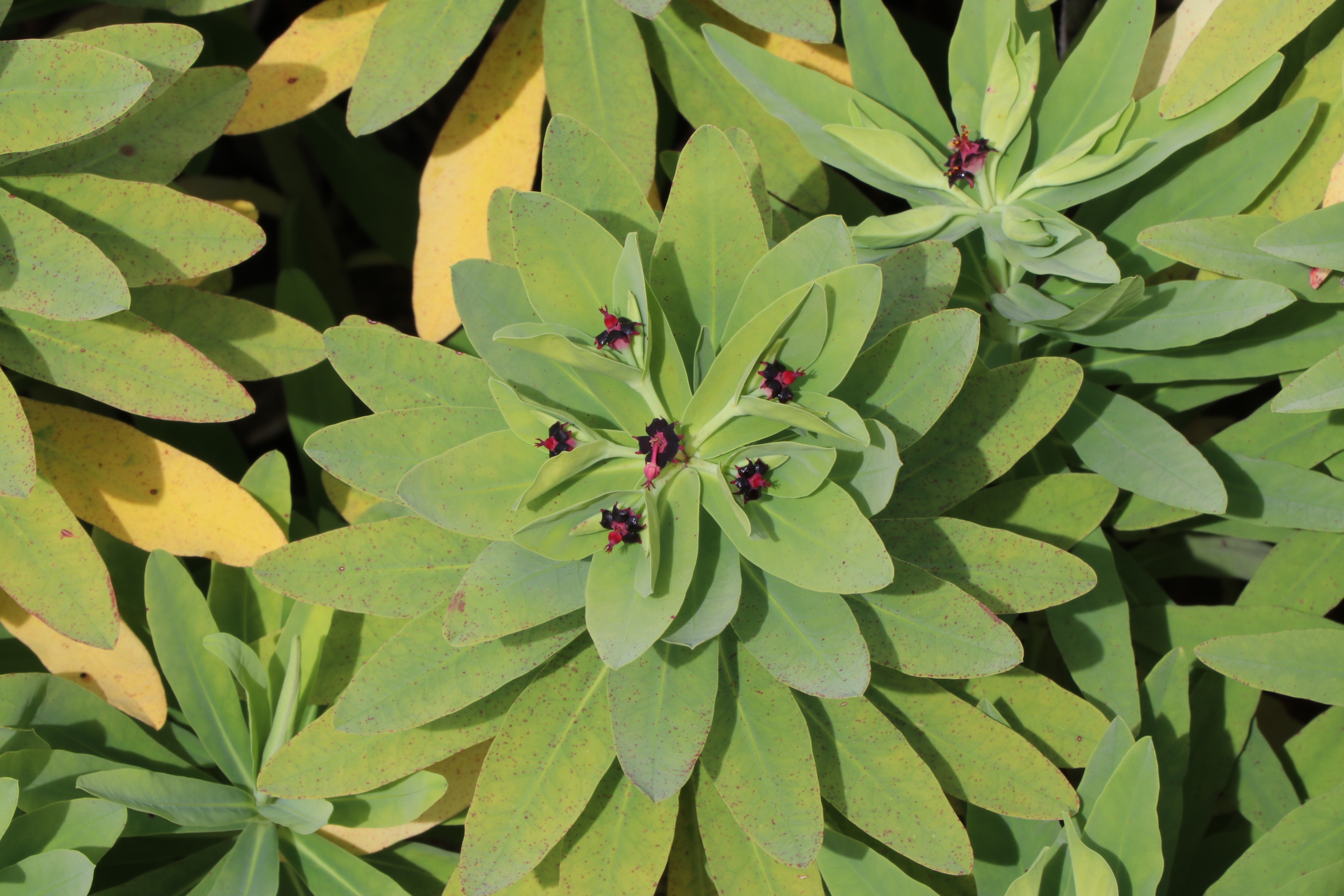 Euphorbia glauca