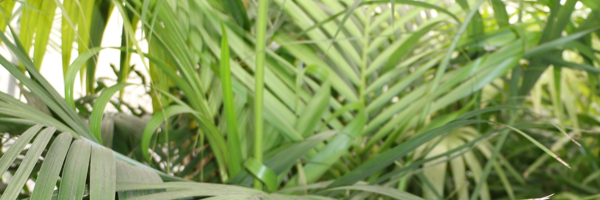 Howea forsteriana